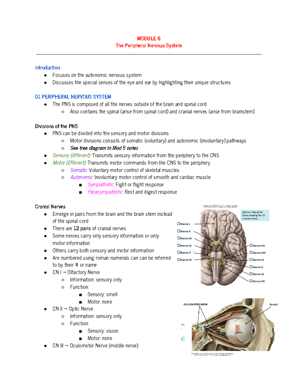 Module 6 Notes - MODULE 6 The Peripheral Nervous System Introduction ...