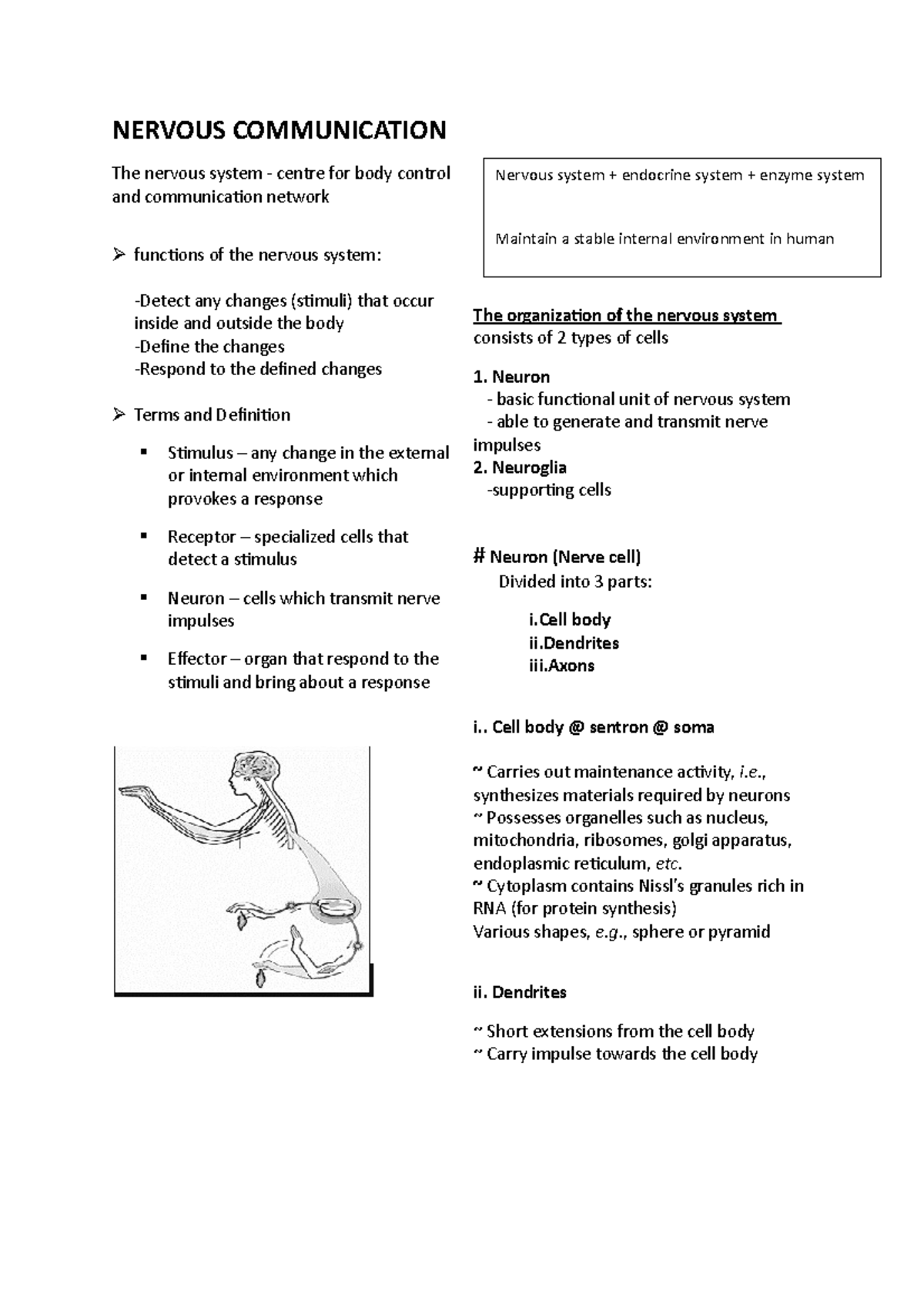 The Nervous System Anatomy and physiology - NERVOUS COMMUNICATION The ...