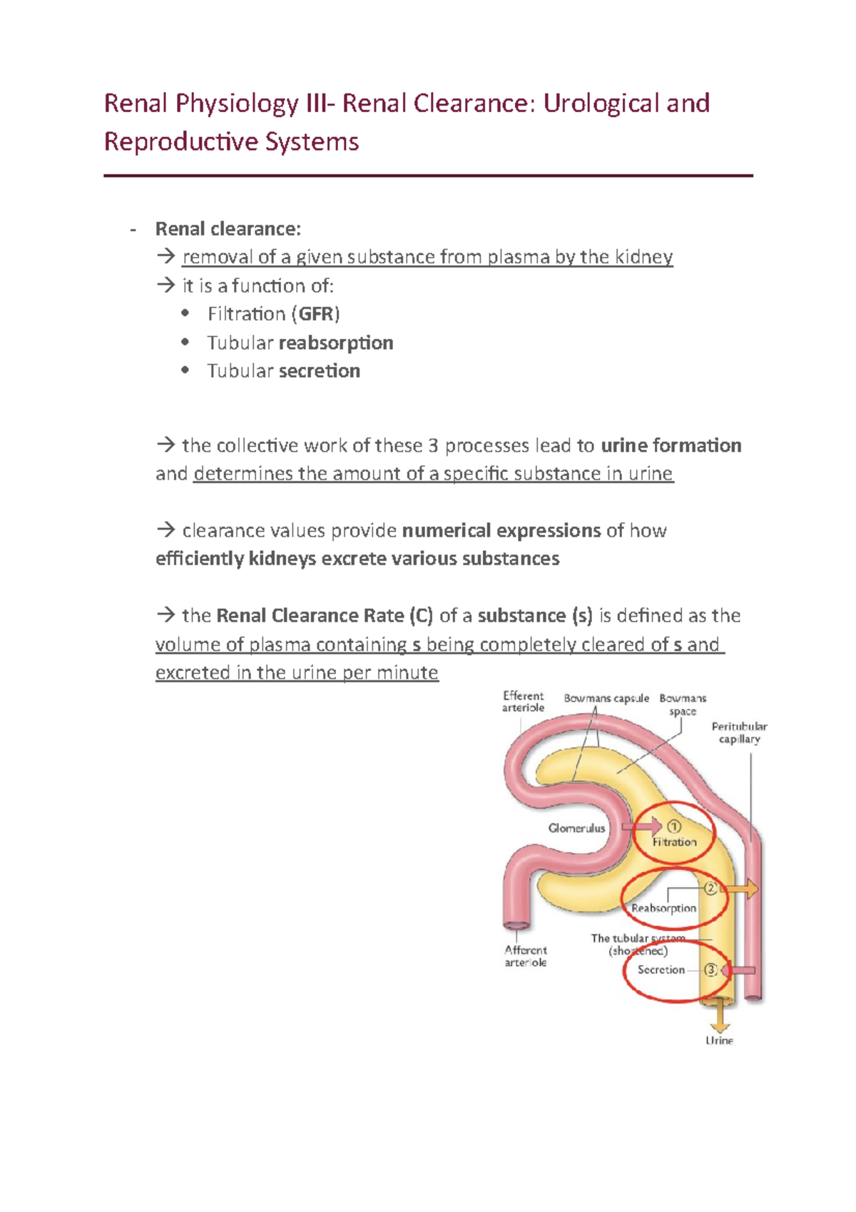 Renal Physiology III- renal clearance URS - Renal Physiology III- Renal ...