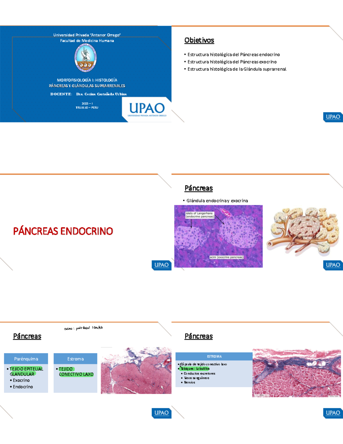 HOY - Universidad Privada “Antenor Orrego” Facultad de Medicina Humana MORFOFISIOLOGÍA I ...
