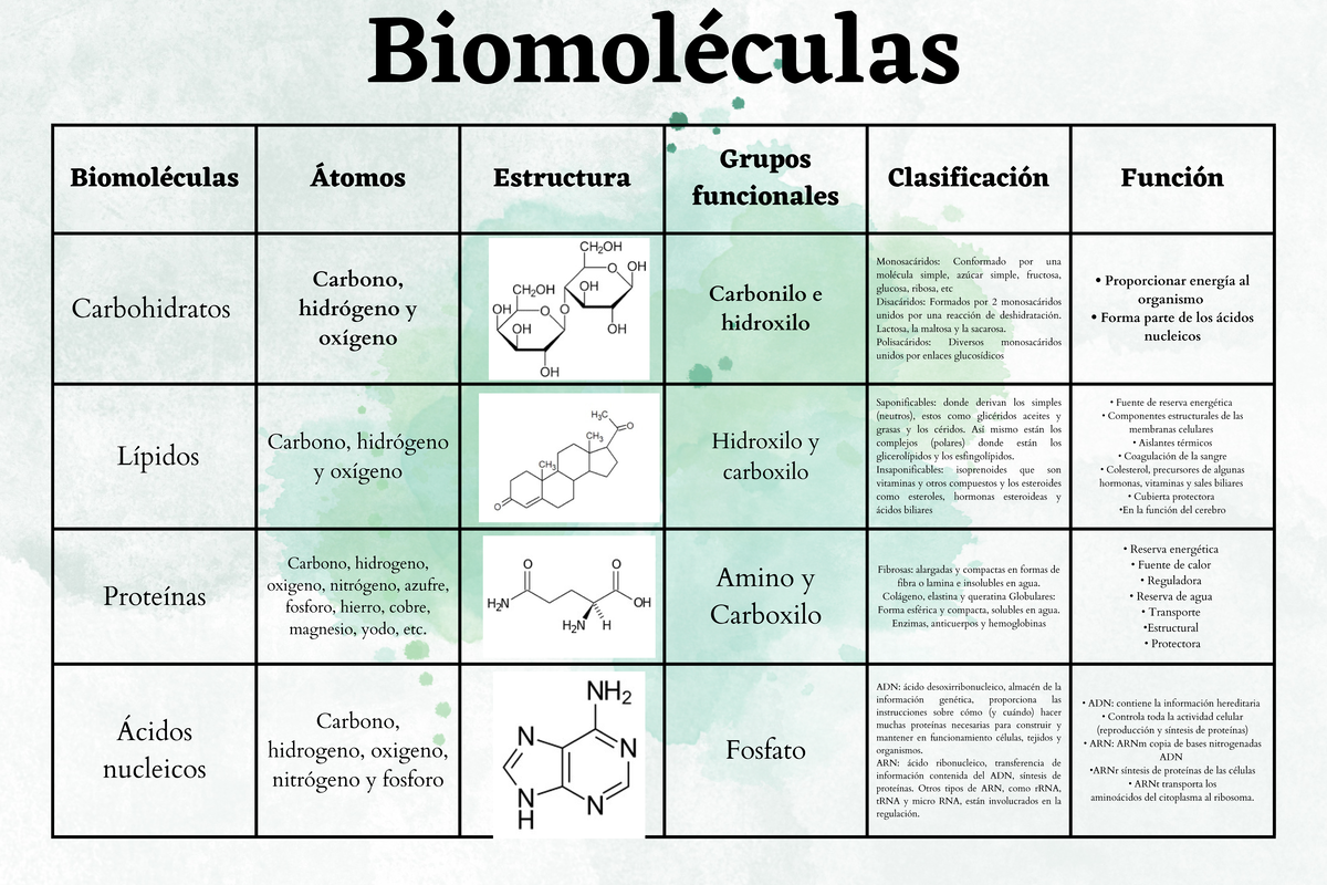 Tarea 4. Bio - mapa - Biomoléculas Átomos Estructura Grupos funcionales ...