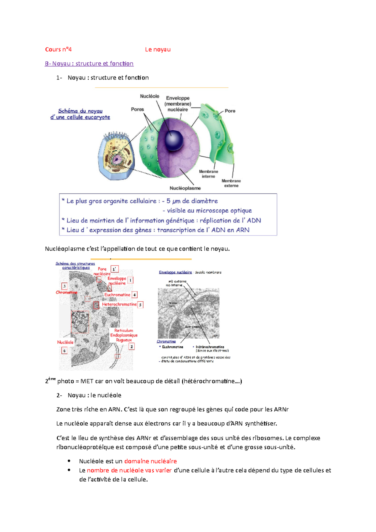 cours sur le noyau - Cours n°4 Le noyau B- Noyau : structure et ...