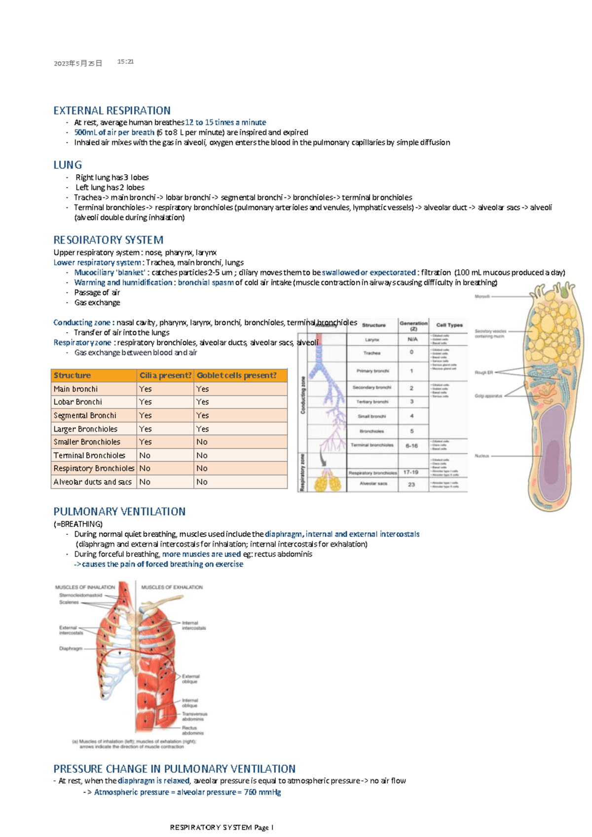 Biol125 Human Physiology Respiratory System - EXTERNAL RESPIRATION At ...