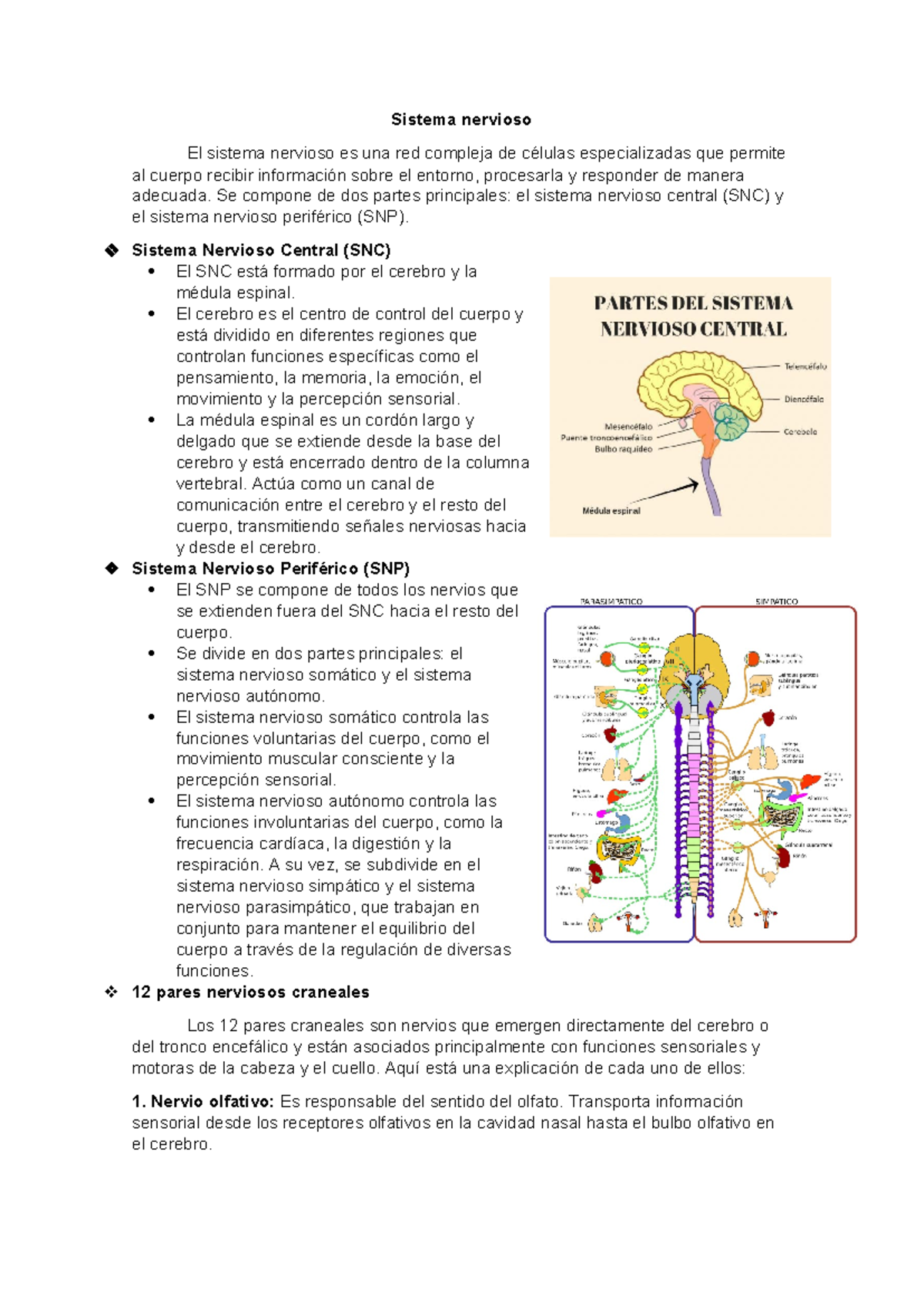 Sistema nervioso - Se compone de dos partes principales: el sistema ...