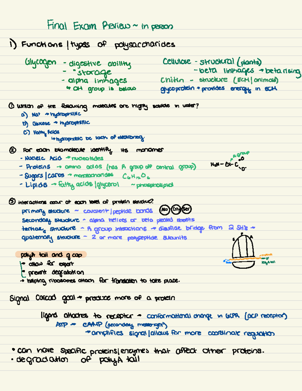 Bio In Person Review - Final Exam Review - in person Functions/types of ...