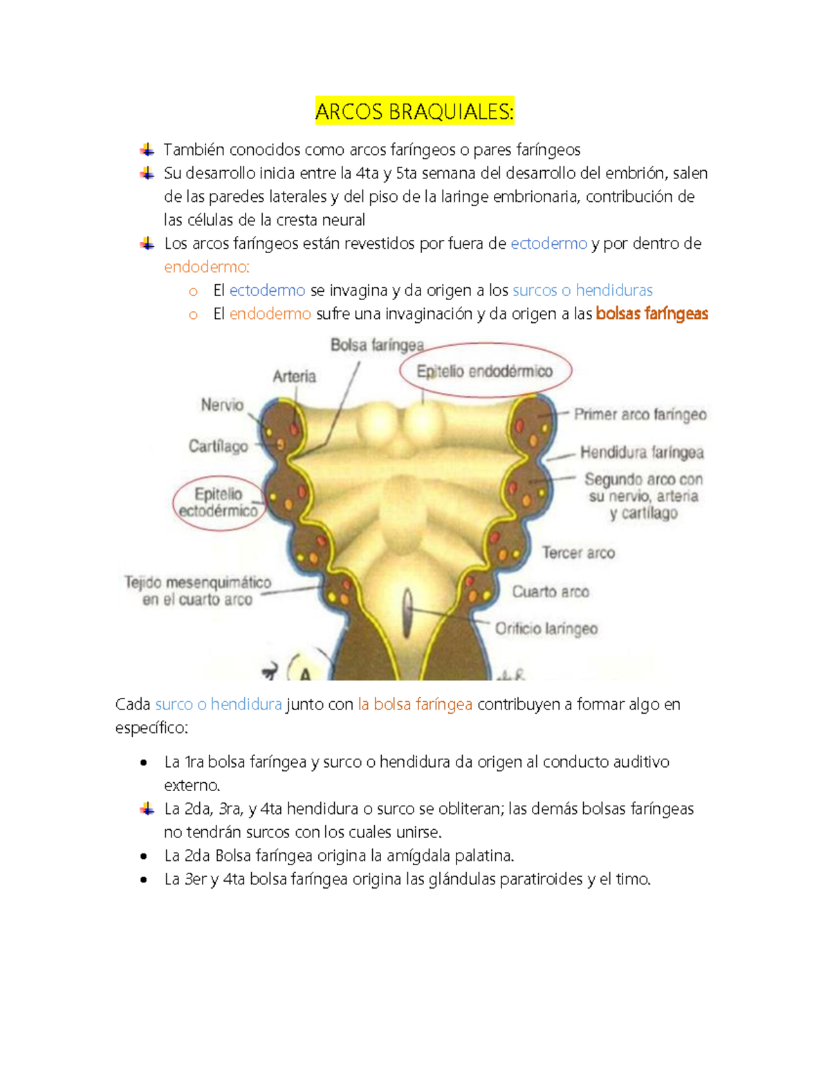 Arcos Braquiales Intro - ARCOS BRAQUIALES: TambiÈn conocidos como arcos ...