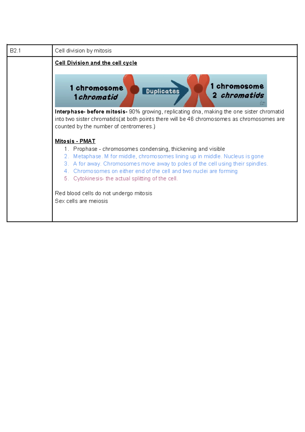 B2 cell division and stem cells - B2 Cell division by mitosis Cell ...