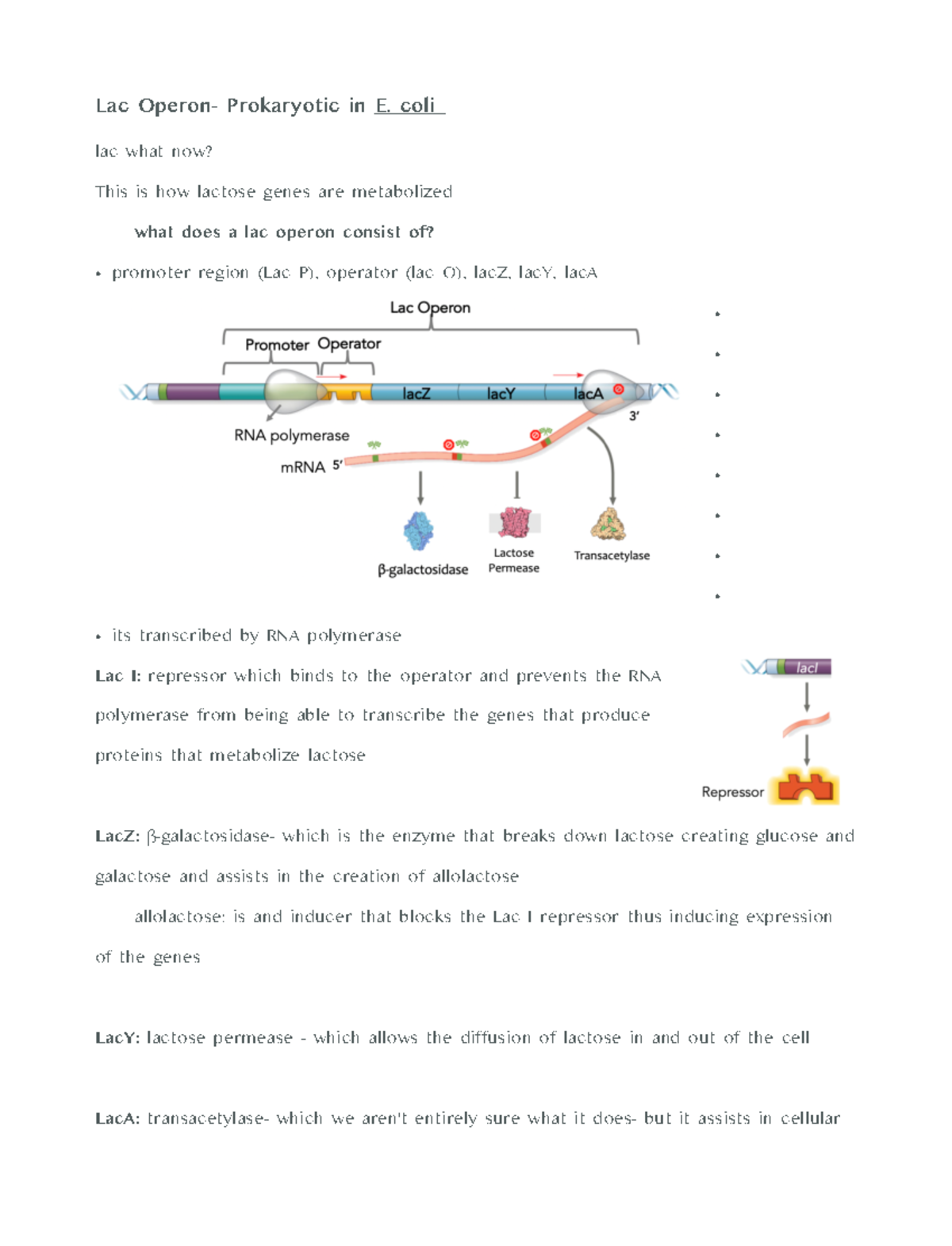 Class 18- Prokaryotic Transcriptional Gene regulation - Lac Operon ...