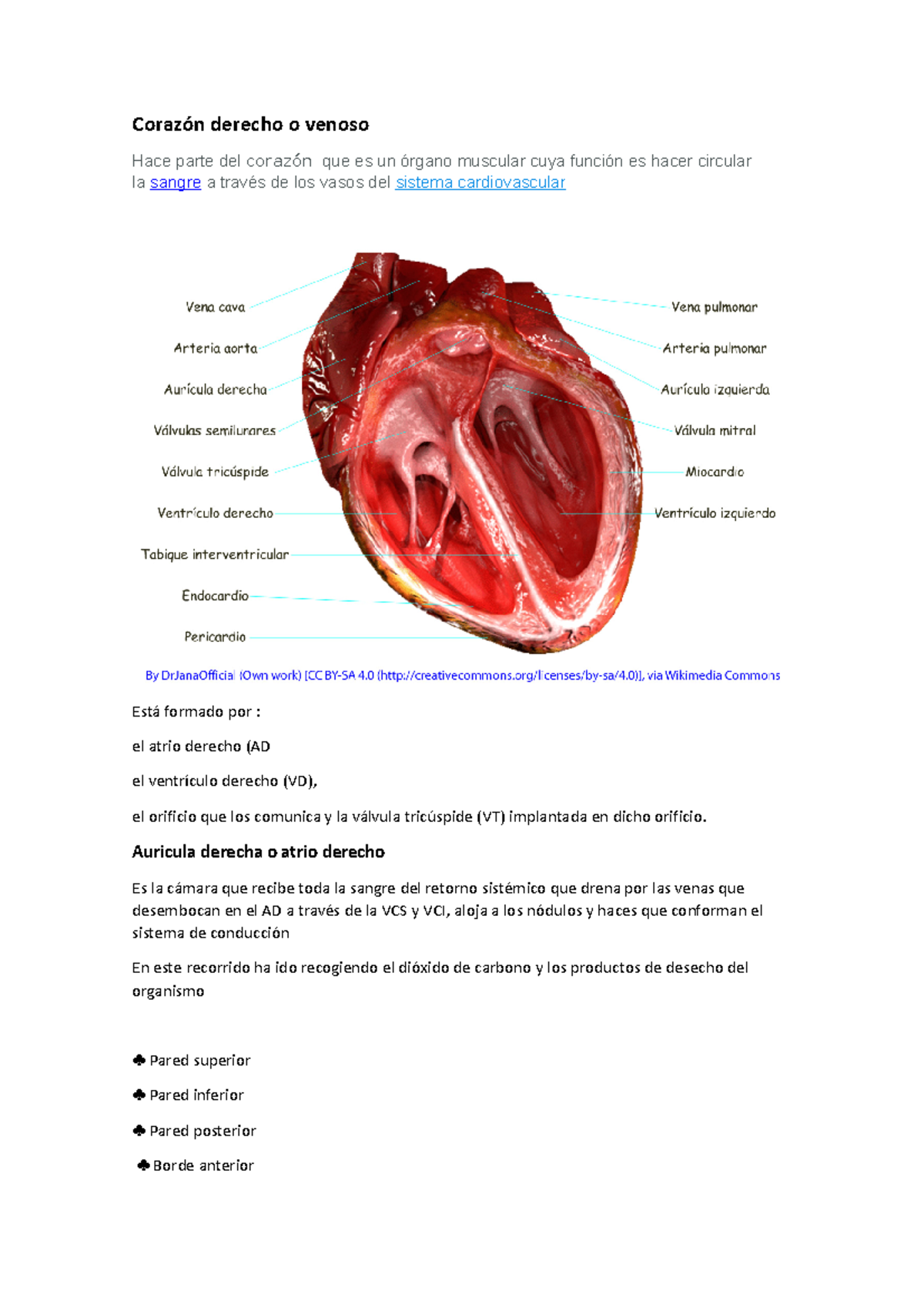 Corazón derecho o venoso - Corazón derecho o venoso Hace parte del ...
