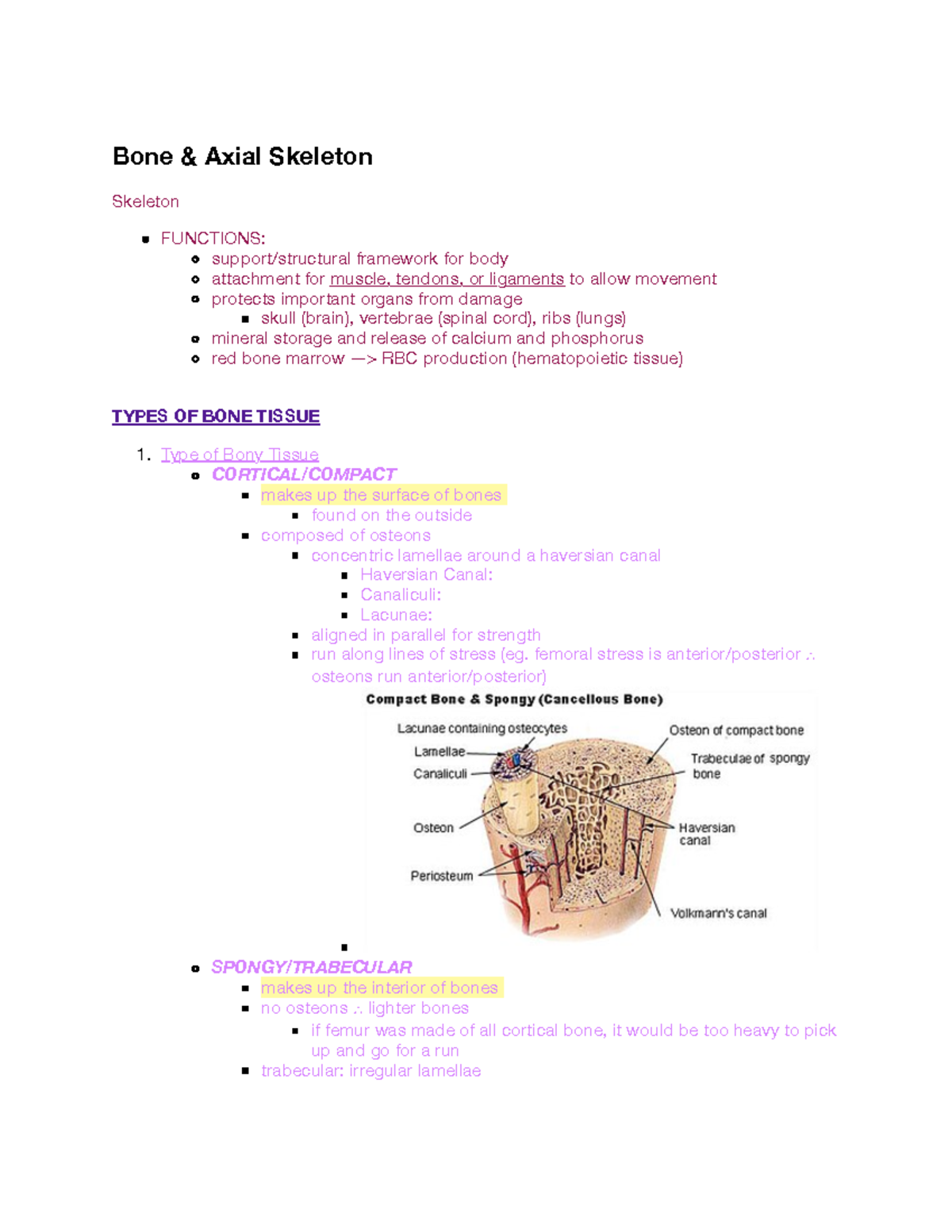 Bone & Axial Skeleton - Lecture notes 2 - Bone Axial Skeleton Skeleton ...