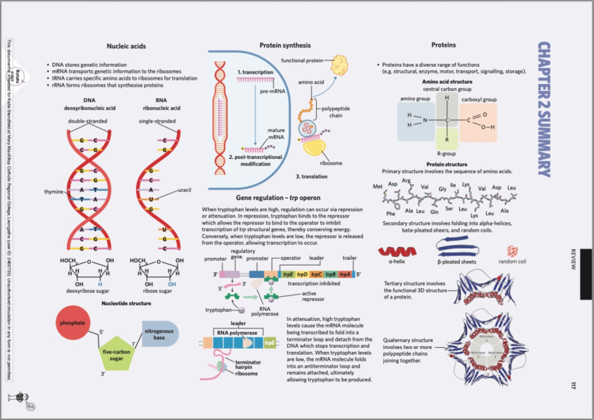 Chapter 2 notes - Nucleic acids Protein synthesis Proteins functional ...