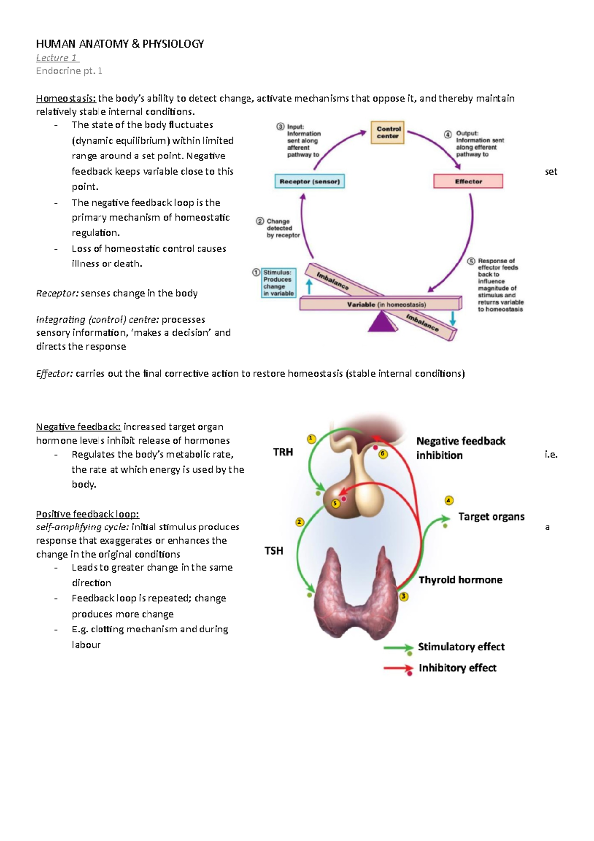 Lectures 1-2 Endocrine - HUMAN ANATOMY & PHYSIOLOGY Lecture 1 Endocrine ...