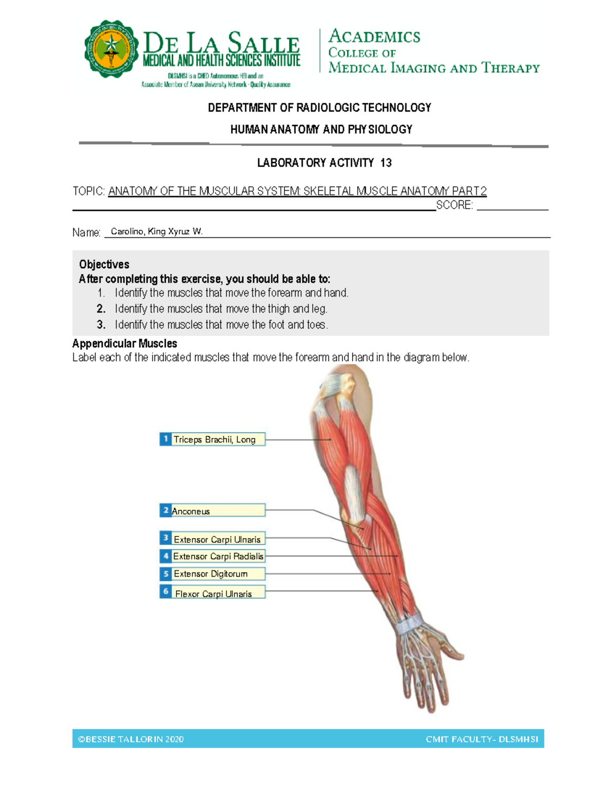 Laboratory Activity Human Ana Muscle of the Upper and Lower Limb ...