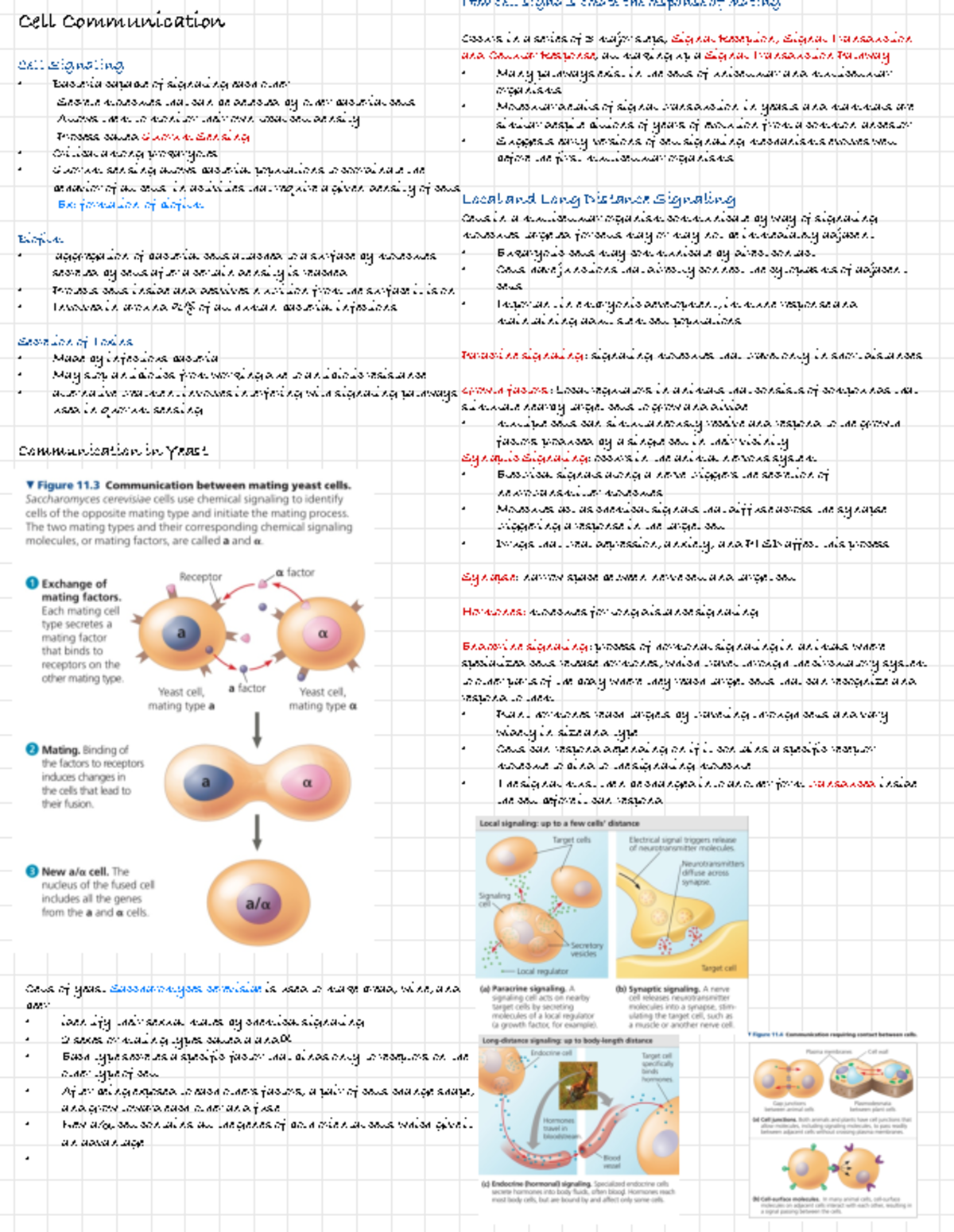Bio 102 CELL Communication AND Endocrine Signaling Notes - Cell ...