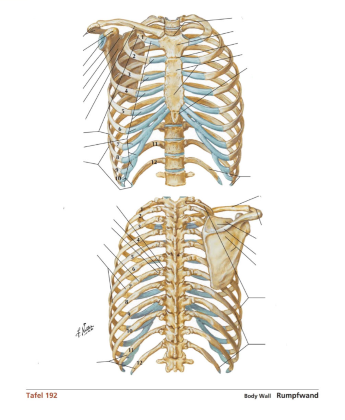 Bild - Zum beschriften von Wirbel und thorax - Anatomie I - - Studocu
