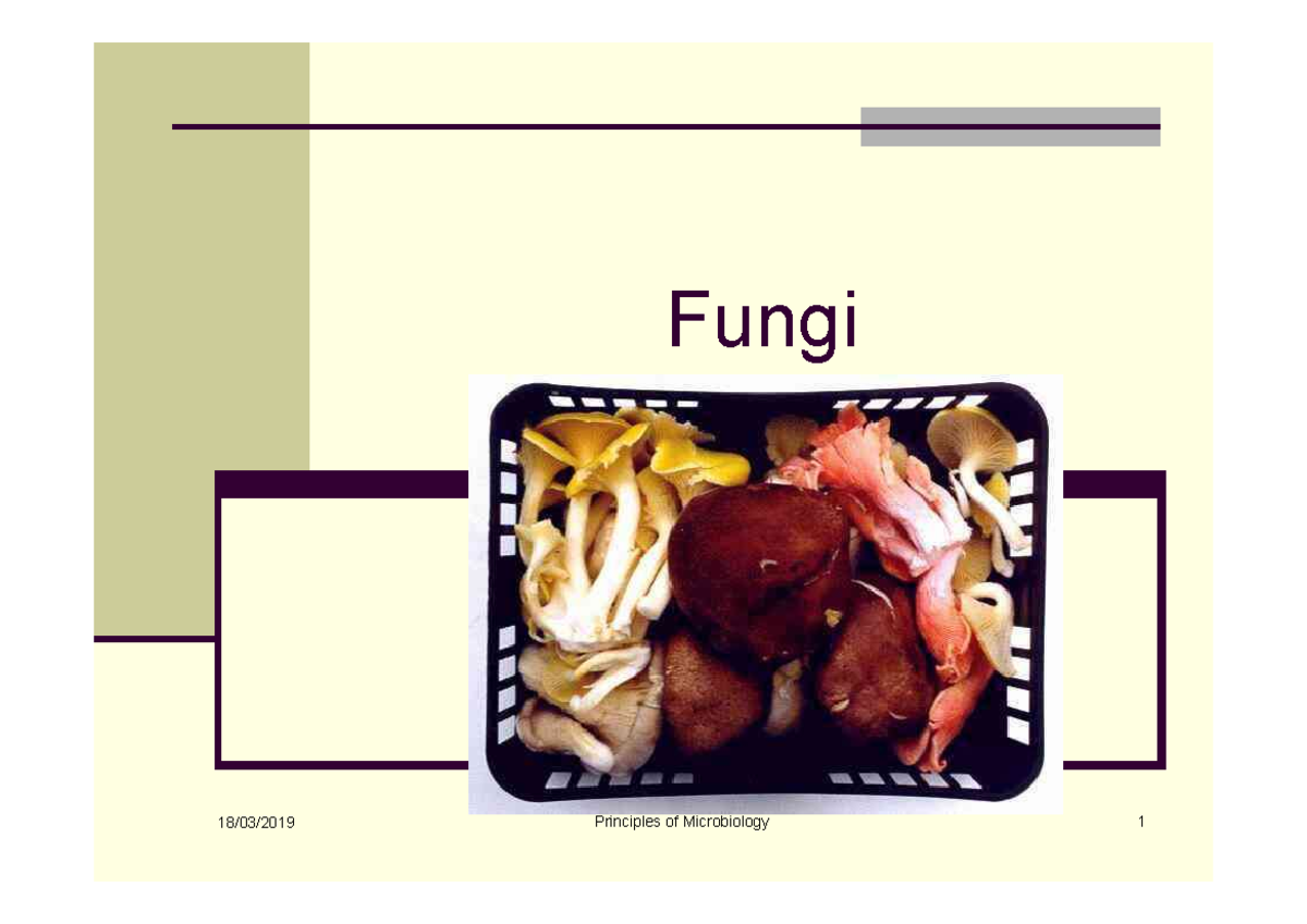 Fungi Summary - Fungi Principles of Microbiology 1 do we need to study ...