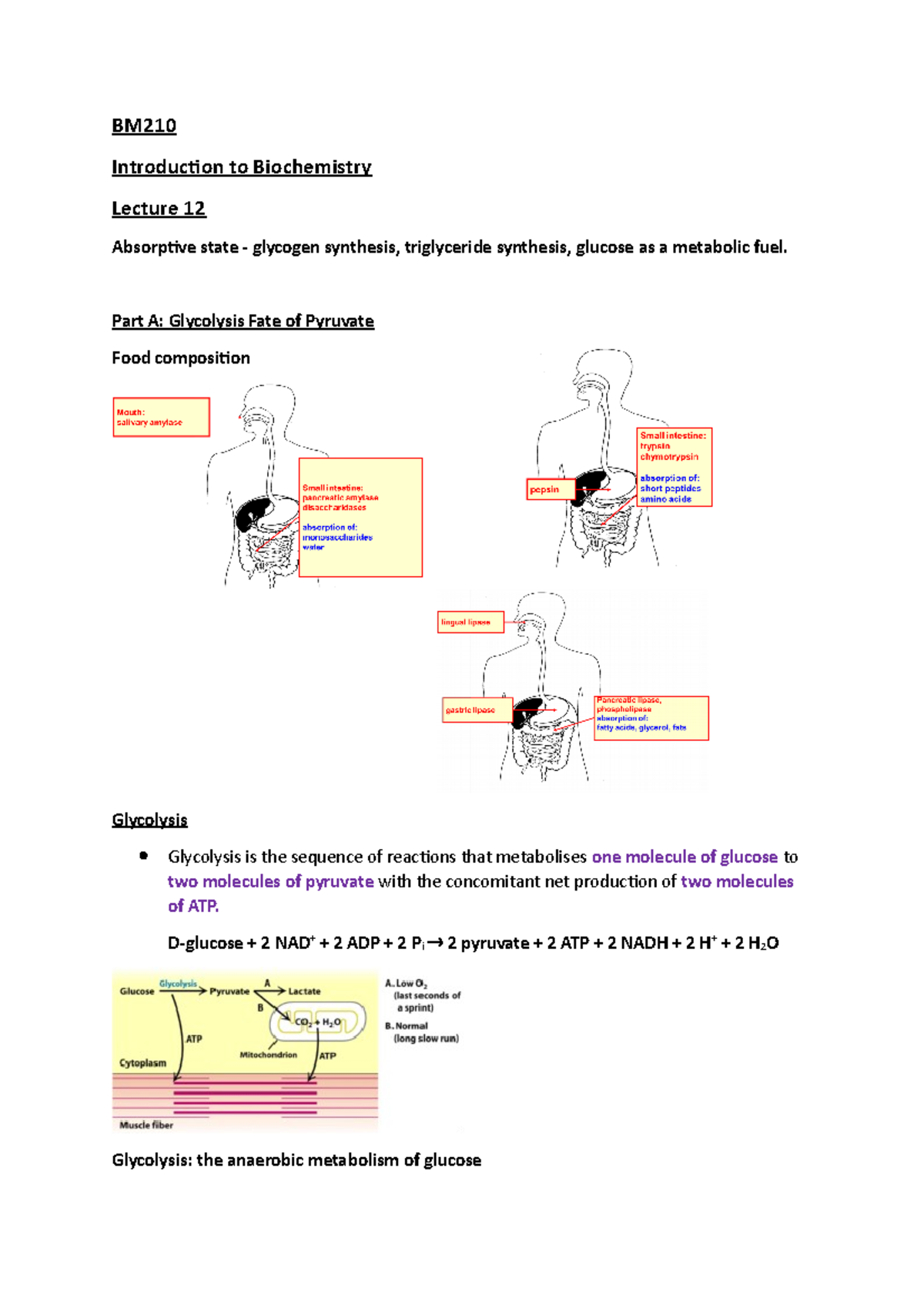 BM210 Lecture 12 - BM210 - Strath - Studocu