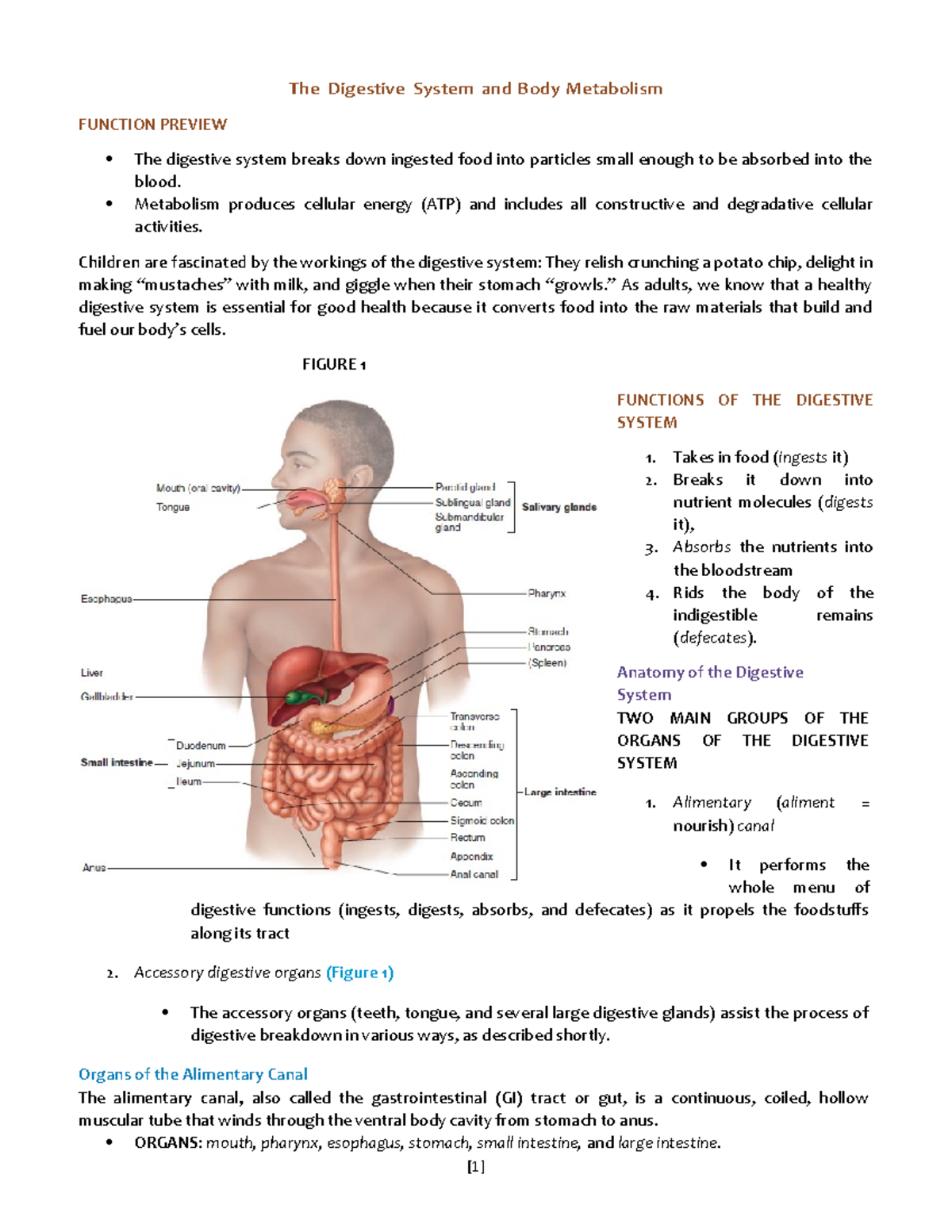 Digestive System (Marieb) - The Digestive System and Body Metabolism ...