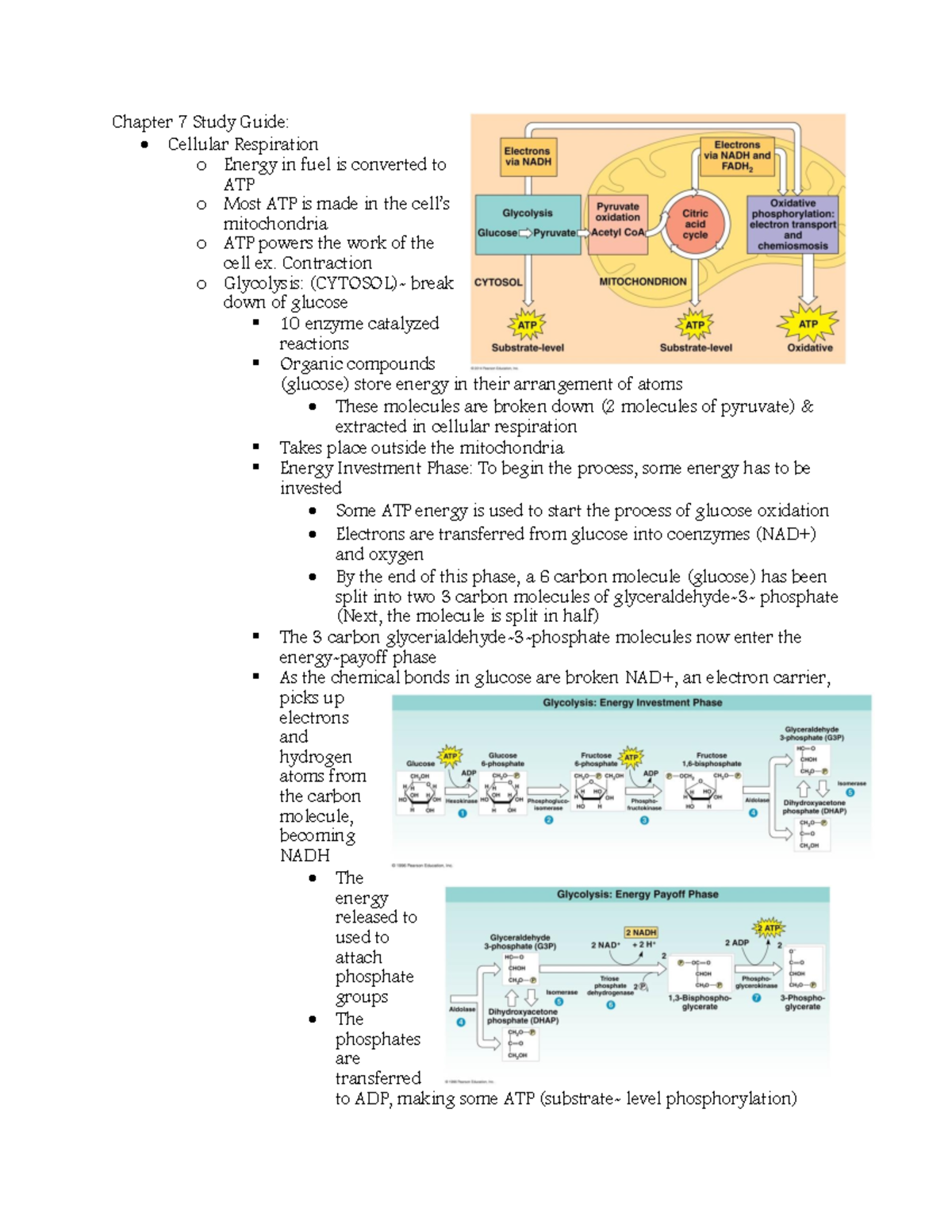 Chapter 7 Study Guide - Dr. Anna Hiatt - Chapter 7 Study Guide ...