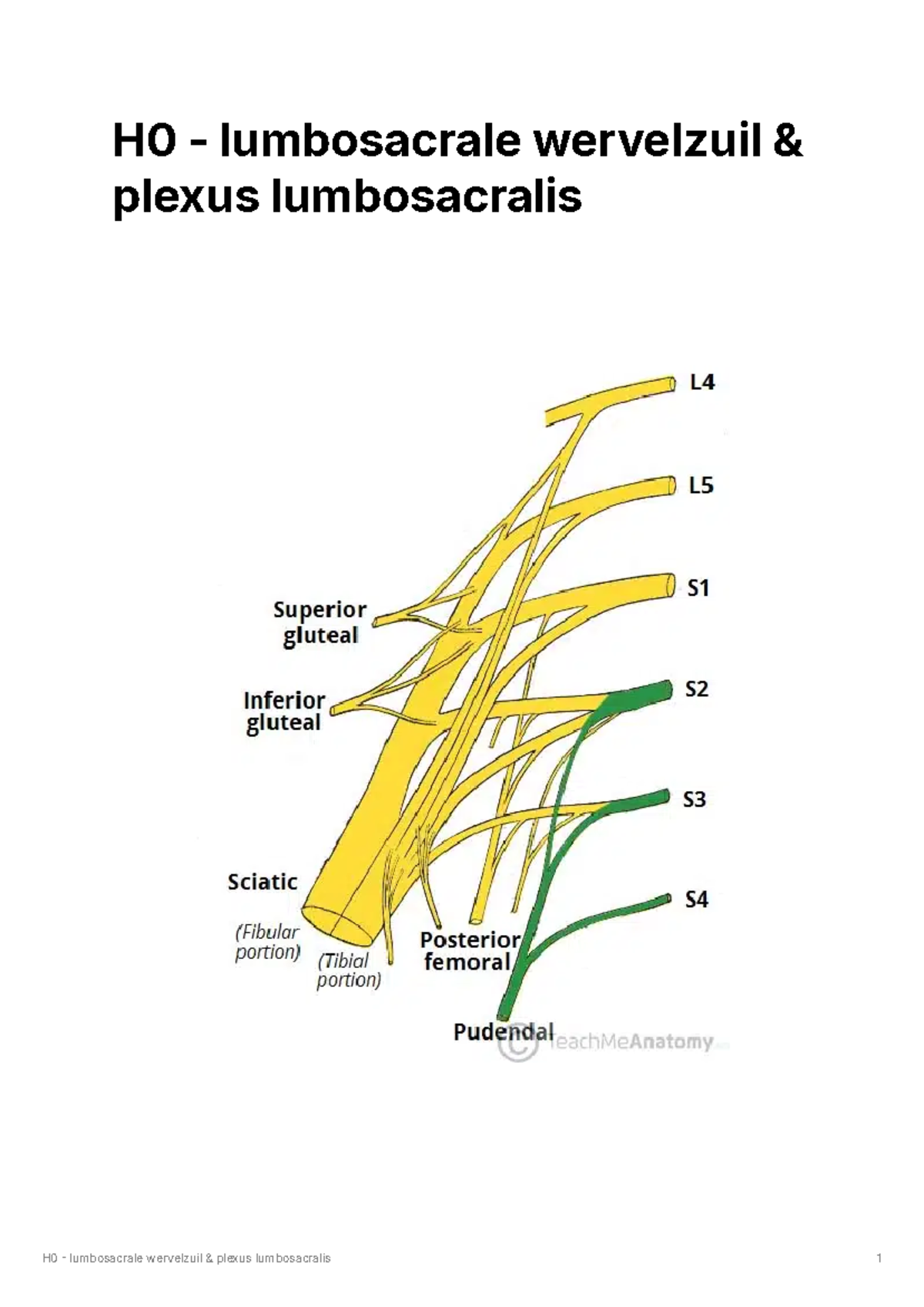 H0 - lumbosacrale wervelzuil & plexus lumbosacrali - obturatorius L2 L4 ...