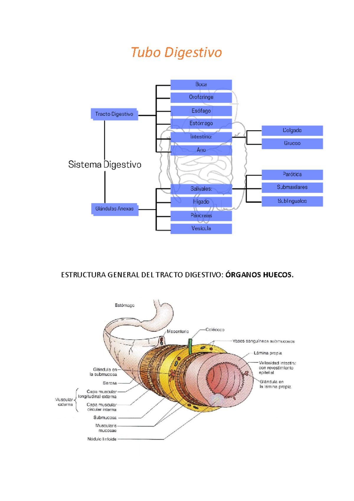 Tubo Digestido - Tubo Digestivo - Tubo Digestivo ESTRUCTURA GENERAL DEL ...