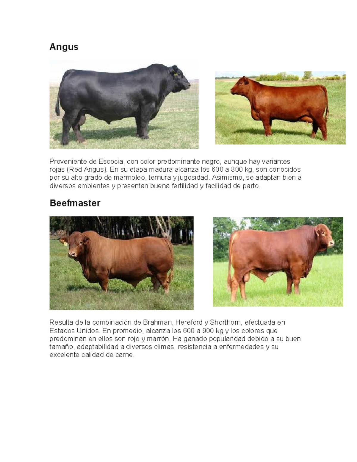 Razas - Angus Proveniente de Escocia, con color predominante negro ...