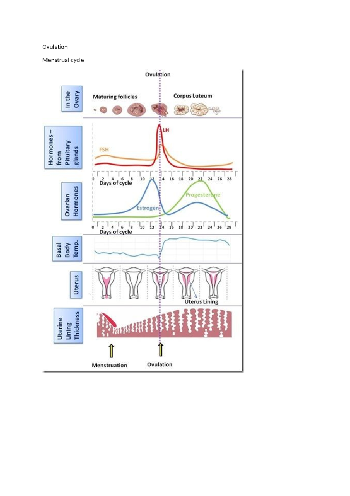 Menstrual cycle - Human biology - Ovulation Menstrual cycle - Studocu