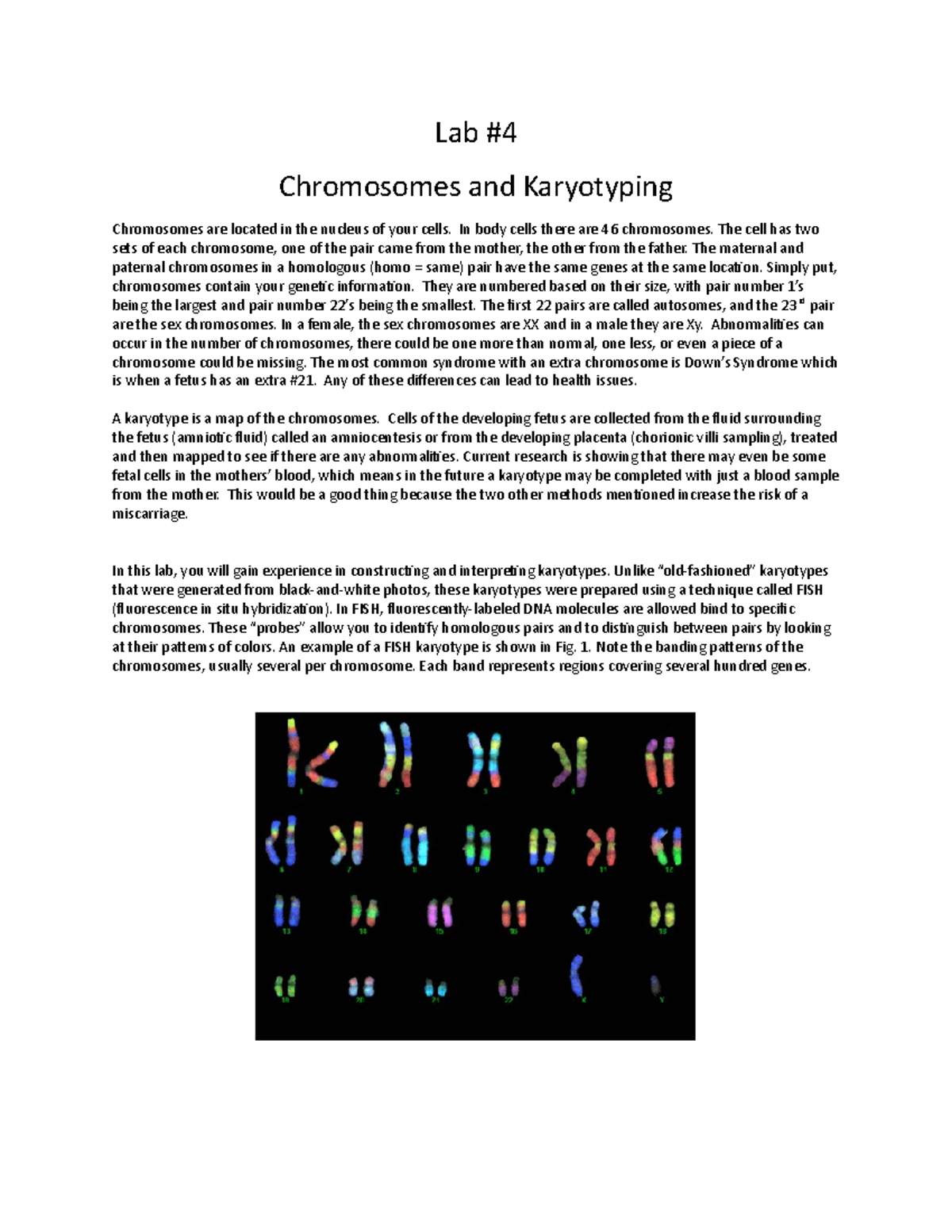 Lab 4 Chromosomes and Karyotyping - Lab Chromosomes and Karyotyping ...