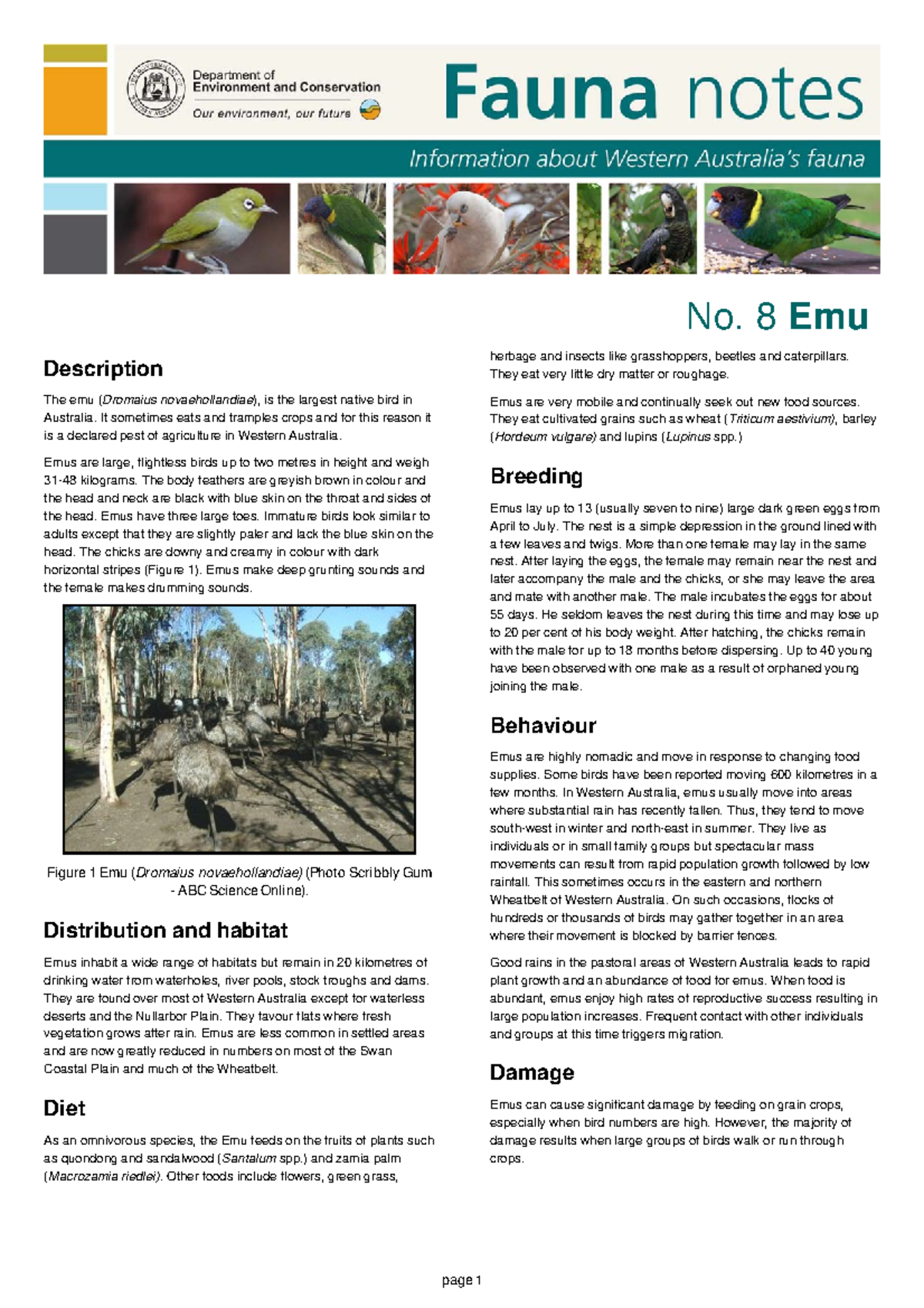 Behaviour of animals - No. 8 Emu Description The emu (Dromaius ...