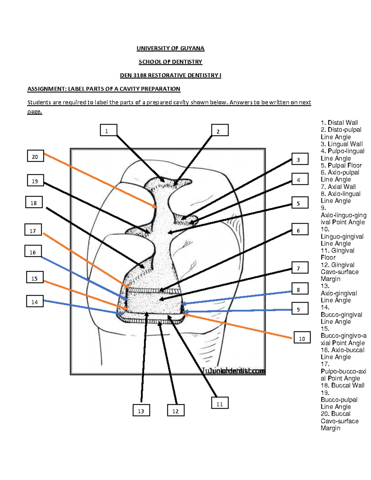 3. Labeling Assignment - UNIVERSITY OF GUYANA SCHOOL OF DENTISTRY DEN ...