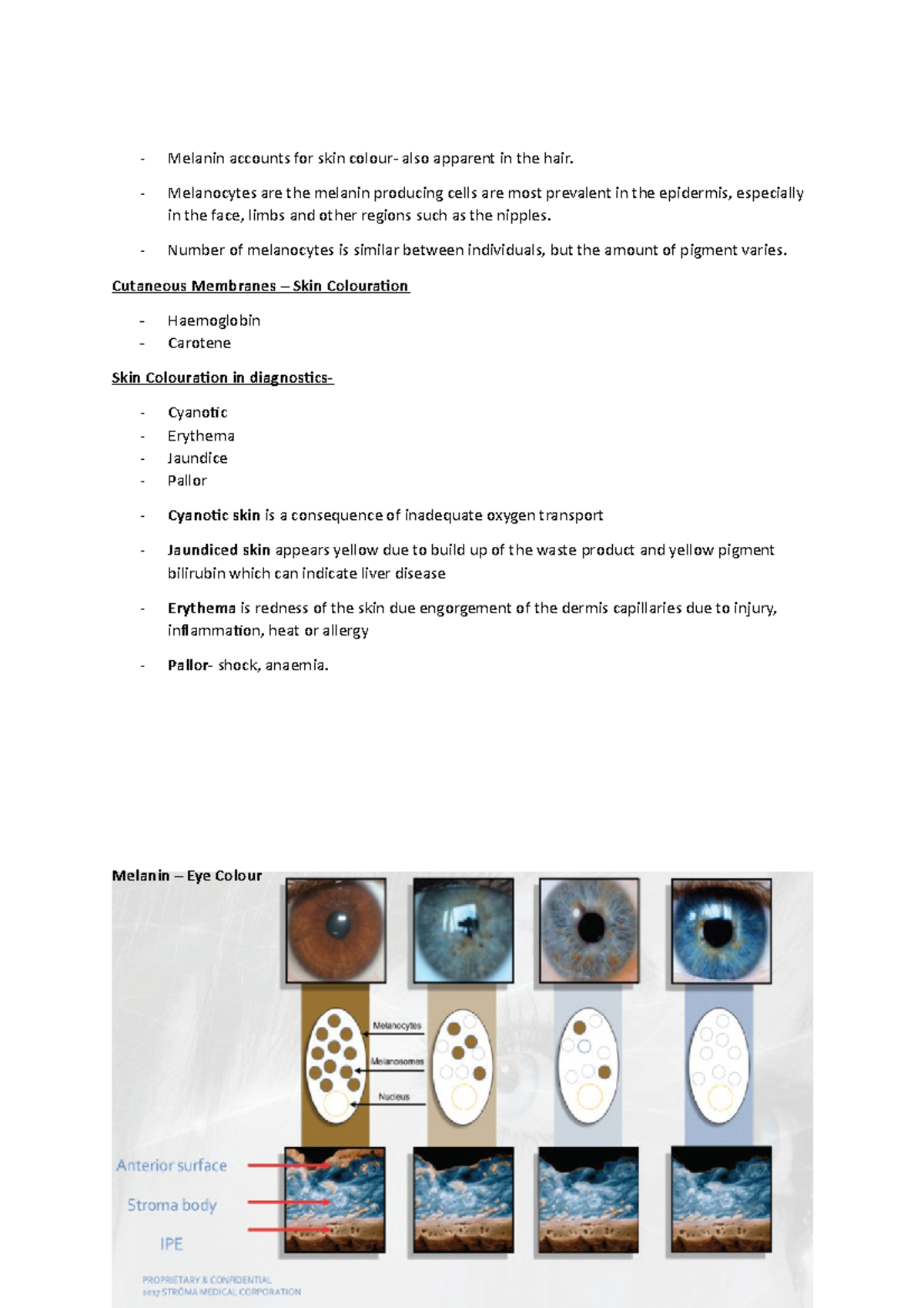 Bio Note 46 - Lecture notes 1-3 - Melanin accounts for skin colour ...