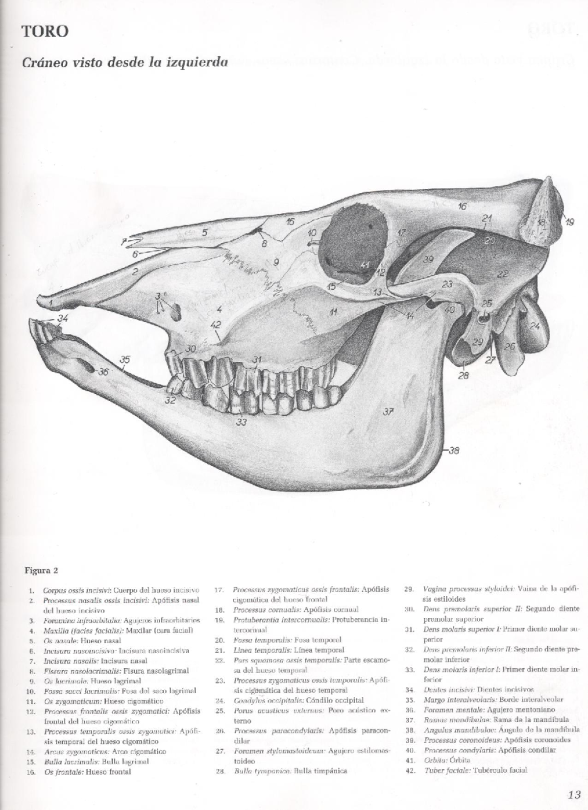 Cabeza Y Cuello VACA Caballo - Anatomía veterinaria - Studocu