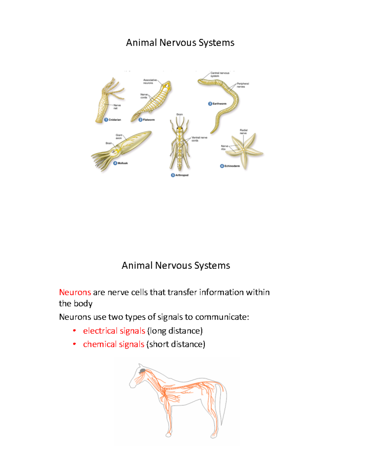37 - Neuro 1 - Professor Micheal Jorgensen - Animal Nervous Systems Neurons are nerve cells that ...