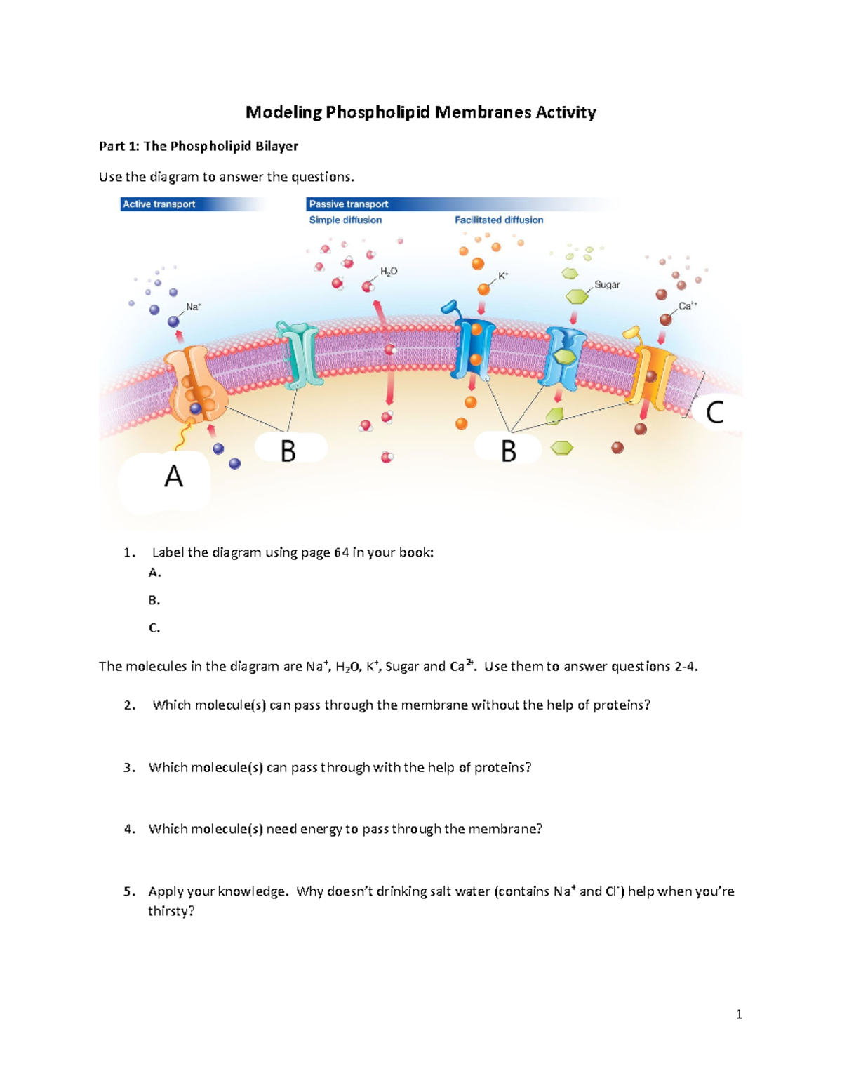 BIOL170cellmembranelab - Modeling Phospholipid Membranes Activity Part ...