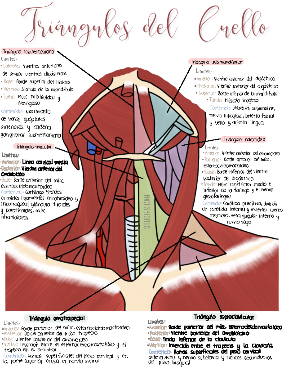 Httpswww.ilustrandomedicina - Q # dt! 10 uld! 0 pueda q d Abby :p son todos D OOH 1 8 Ud 1410 ...