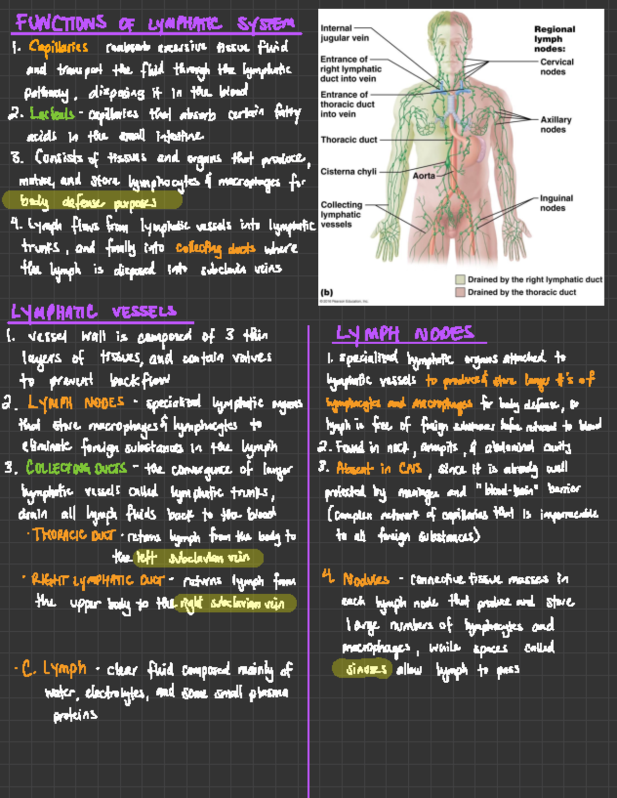 Functions of Lymphatic System and Lymphatic Nodes - FUNCTIONS OF ...