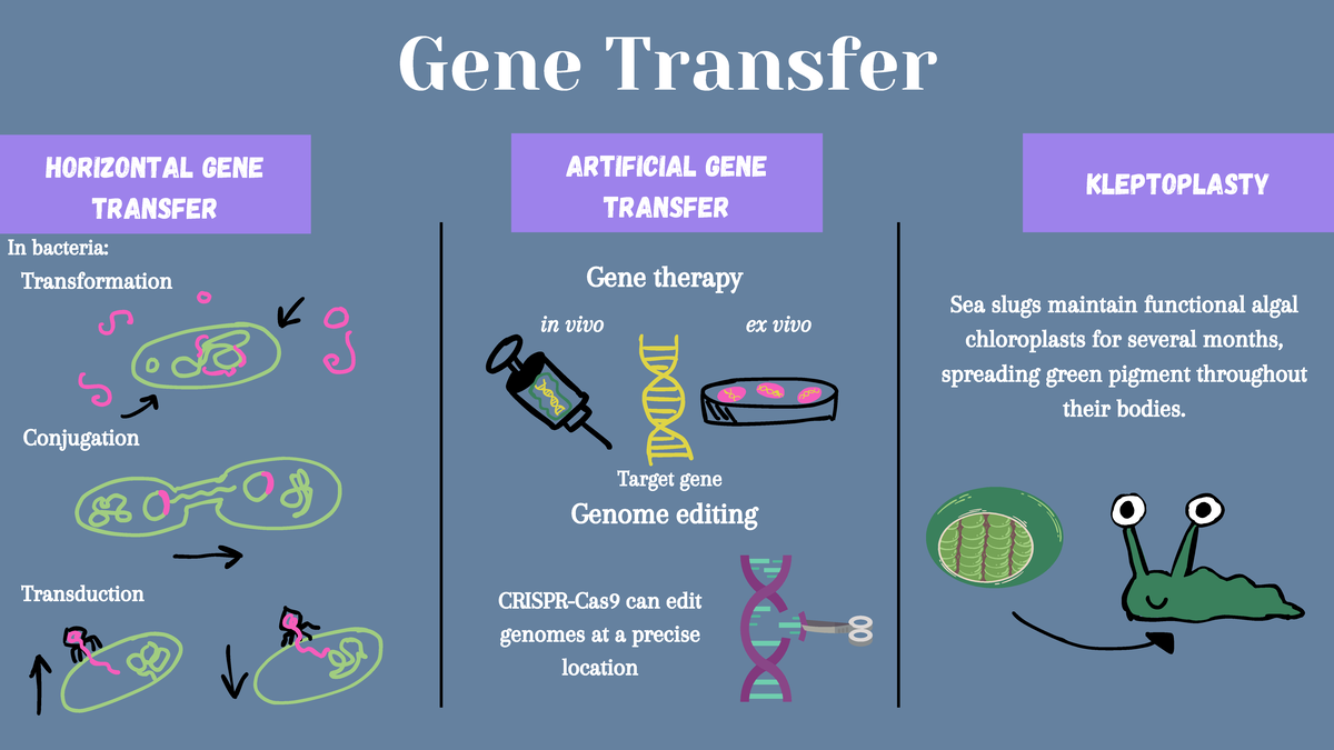BABS1201 scp - poster from project - BABS1201 - Gene Transfer ...