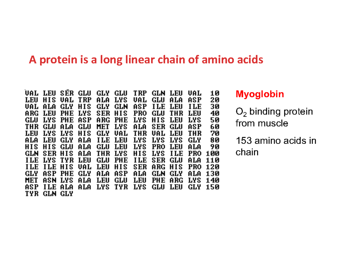 BIOC2580 B Protein Sequencxe and Structure Courselink - A protein is a ...