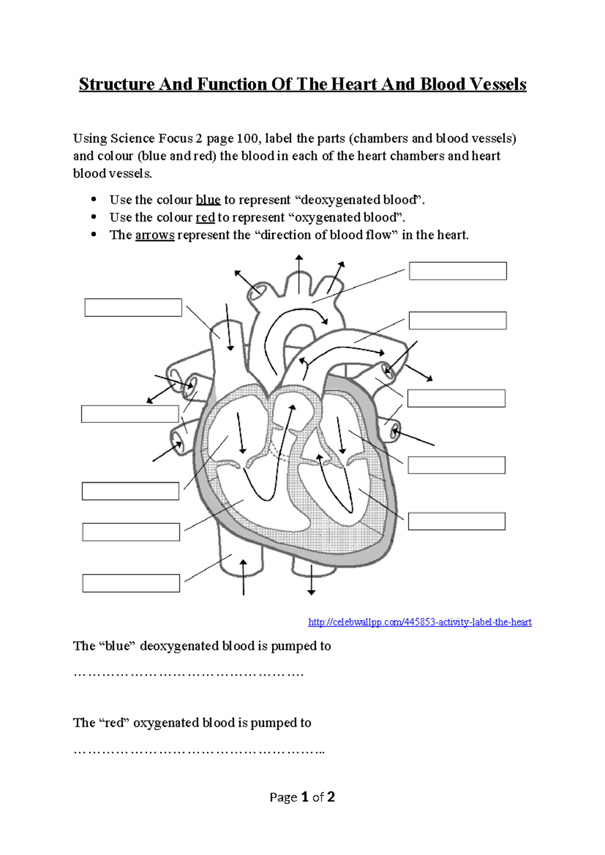 Heart Structure Year 8 - Structure And Function Of The Heart And Blood ...