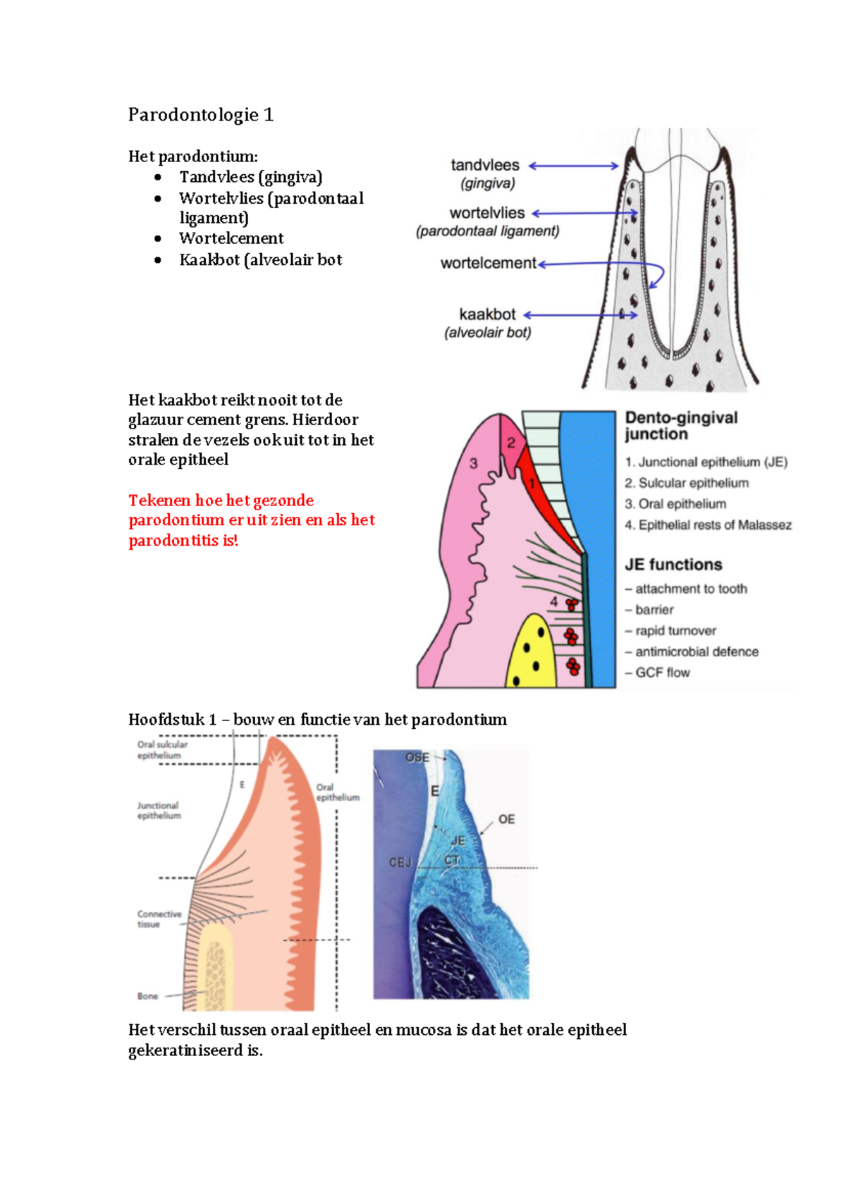 Parodontologie 1 - Hierdoor stralen de vezels ook uit tot in het orale ...