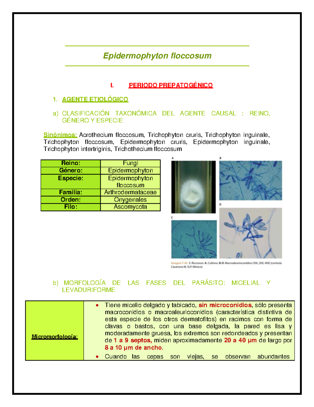 Hongo - Reino: Fungi Género: Epidermophyton Especie: Epidermophyton ...