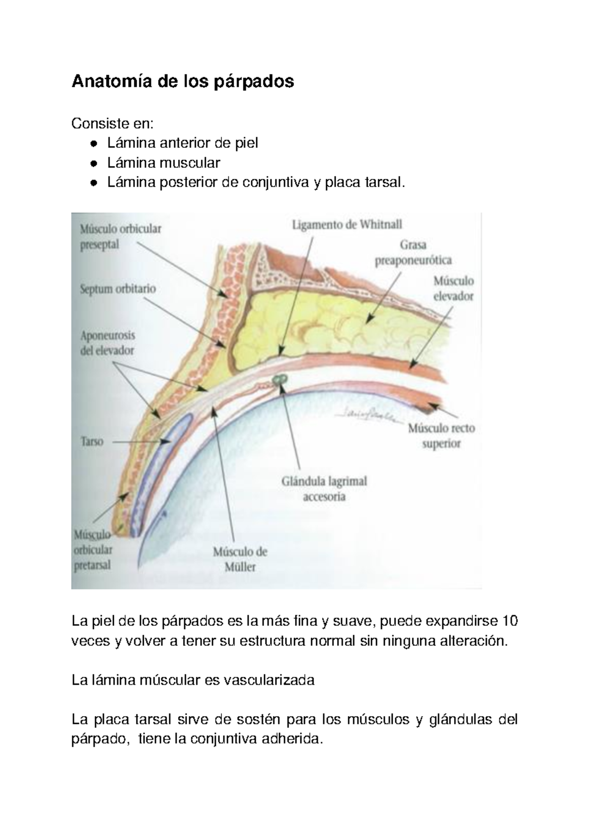 1 Parcial Oftalmología - Anatomía de los párpados Consiste en: Lámina ...