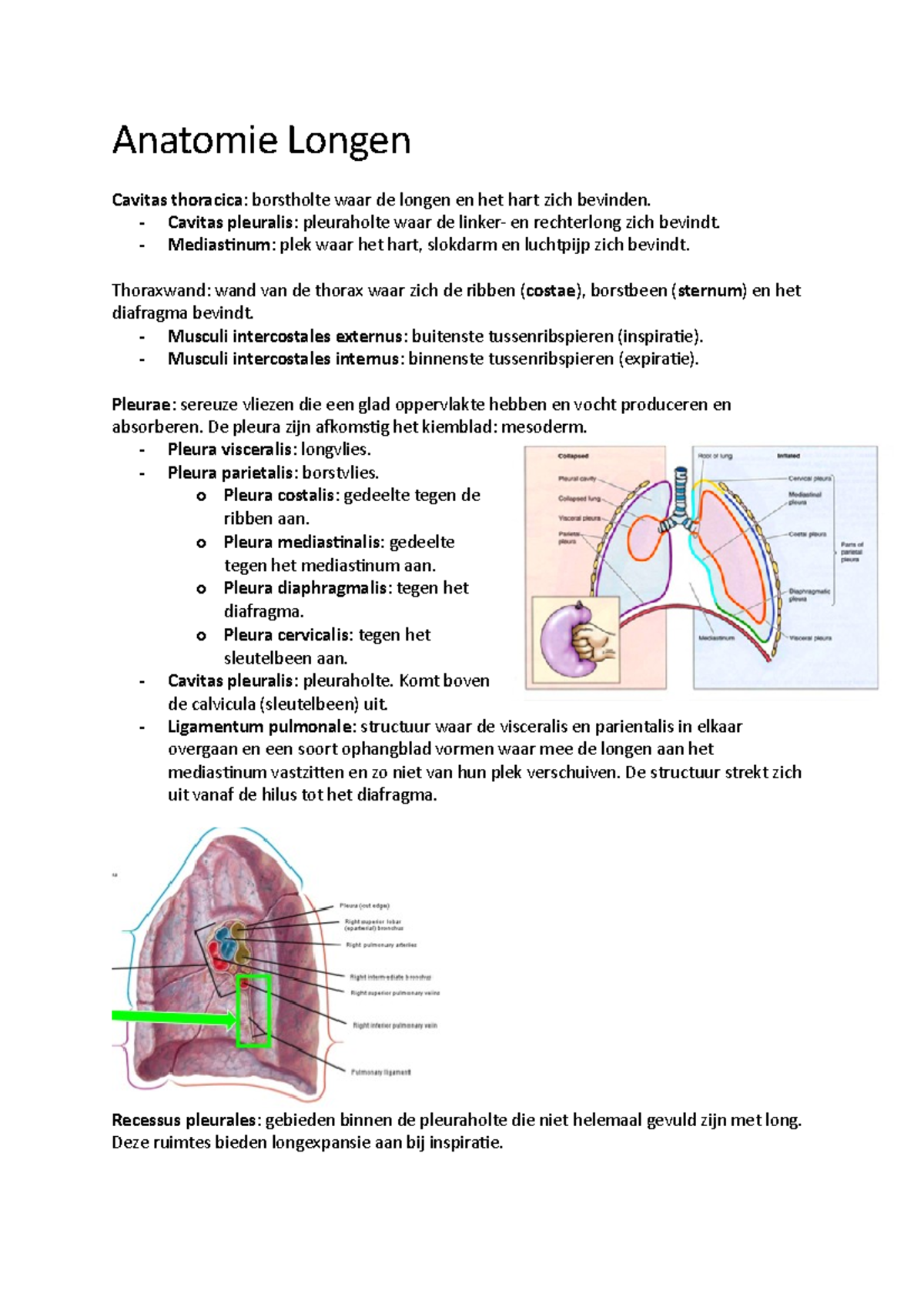 Anatomie Longen 2020 - Anatomie Longen Cavitas thoracica : borstholte ...