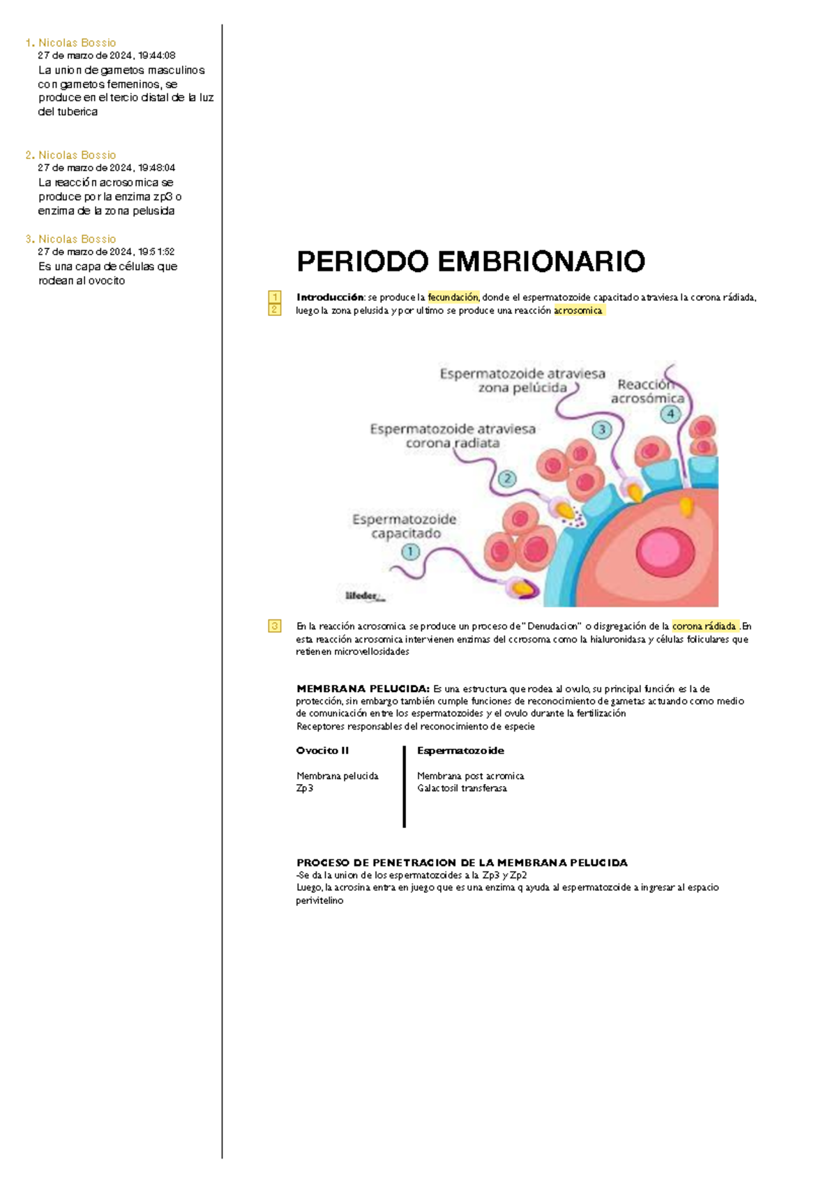 Periodo Embrionario 1ER - PERIODO EMBRIONARIO Introducción: se produce ...