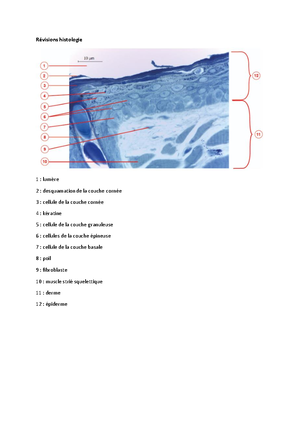 TP muscle striés squelettique L1 - TP : Tissus musculaire strié ...