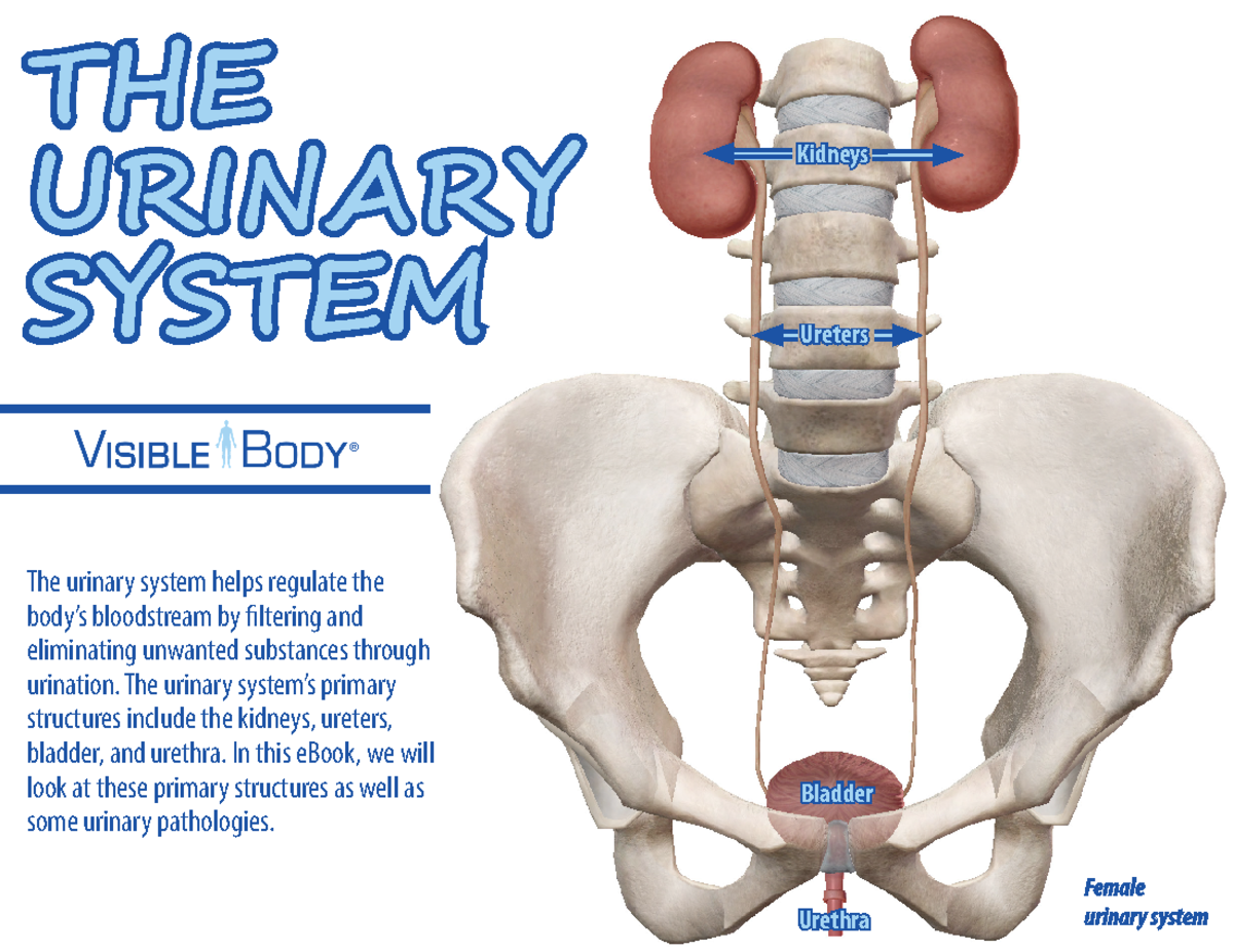 Visible Body Urinary System e Book Nov2020 - KKidneysidneys ...