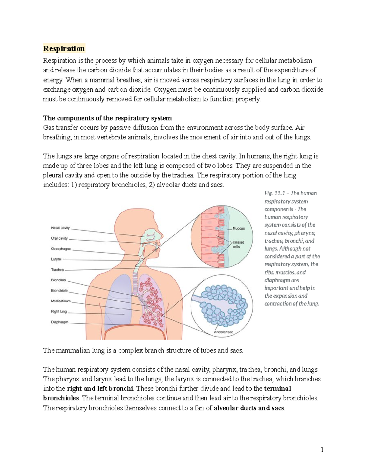 Unit 11 Respiratory - FALL 2023 DE notes - Respiration Respiration is ...