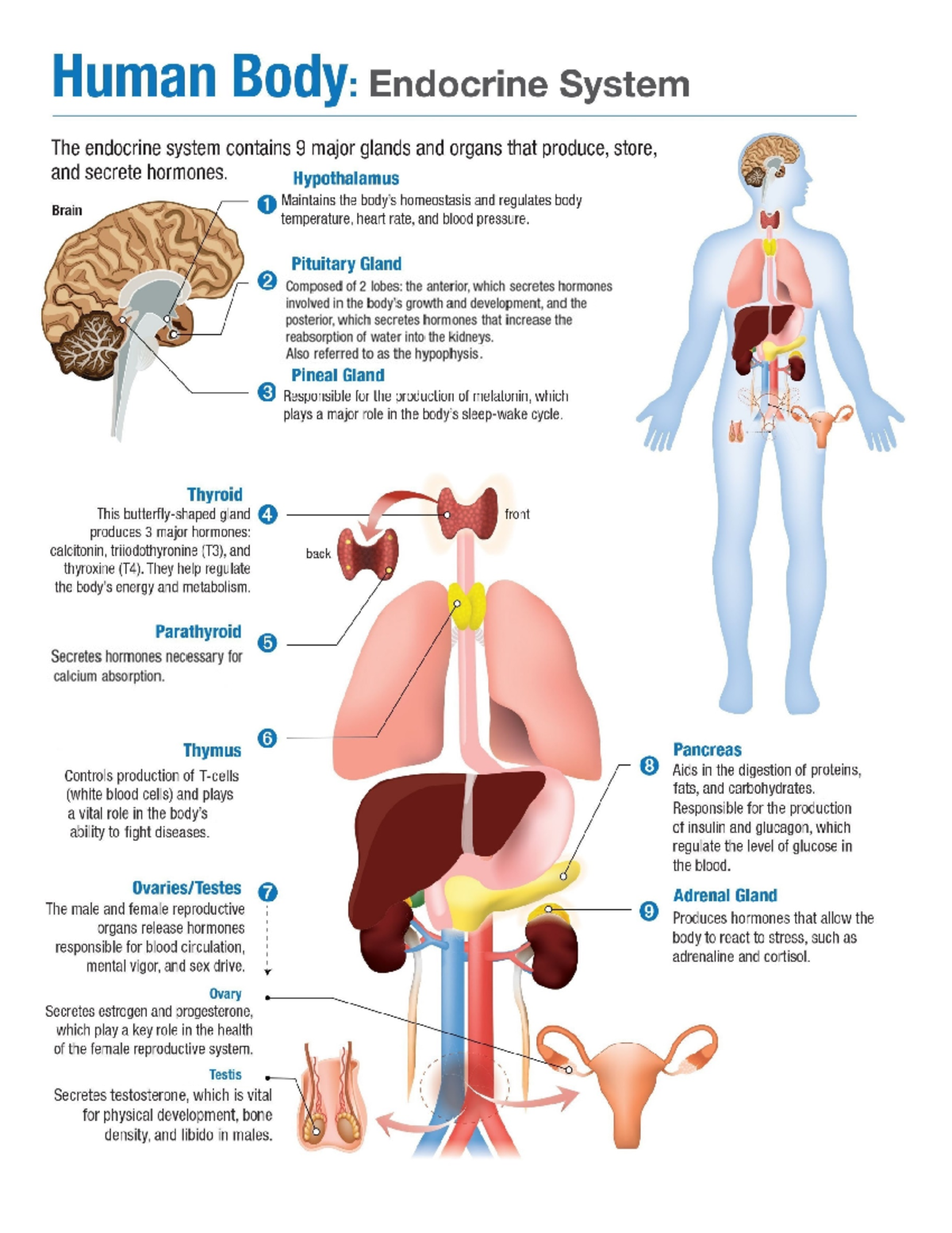 20.- Endocrine System Handout 2021 - Ingles Científico - Studocu