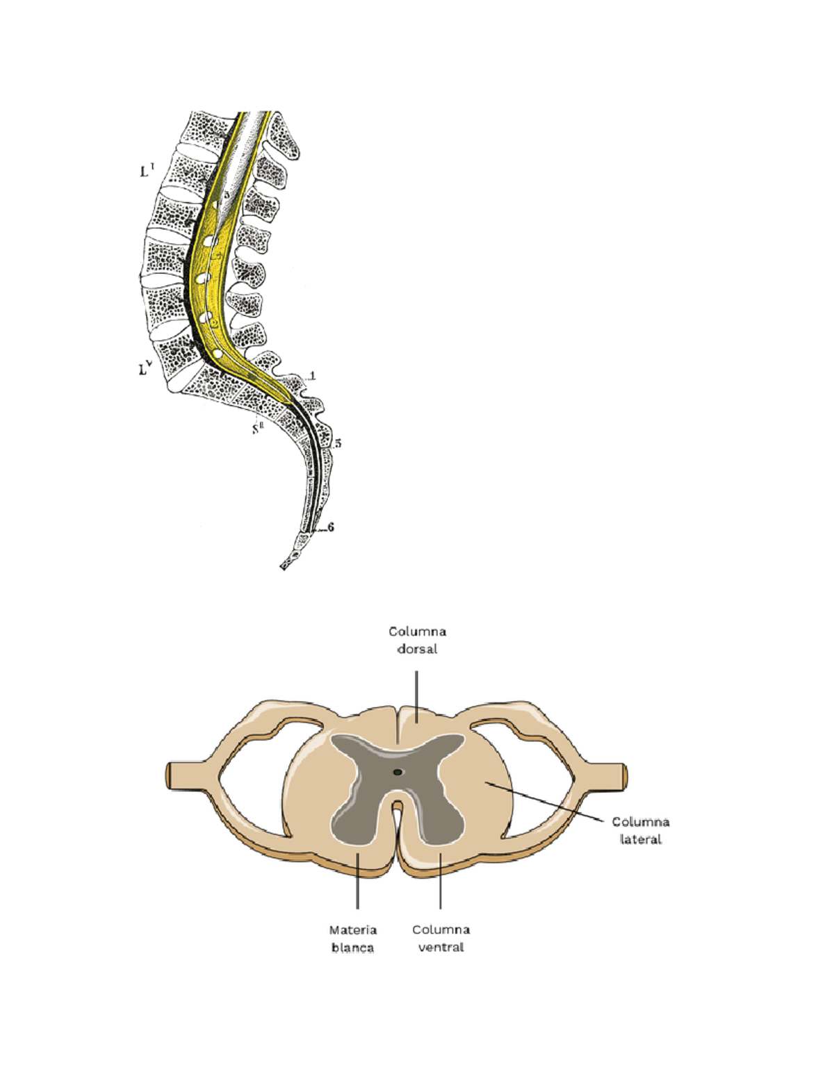 Filum terminal en medula espinal - Estructura SN - Studocu