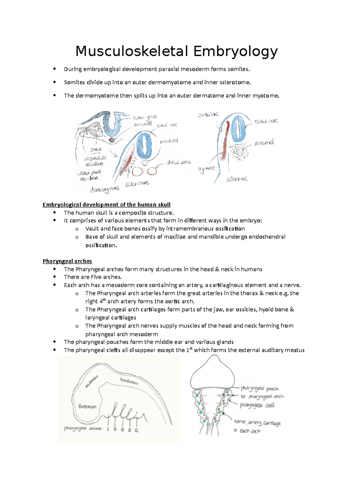 L10 Musculoskeletal Embryology - Musculoskeletal Embryology During ...